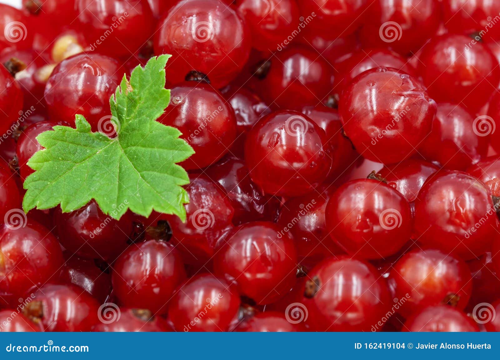 Red Currant and Green Leaf - Ribes Rubrum Stock Photo - Image of nature ...