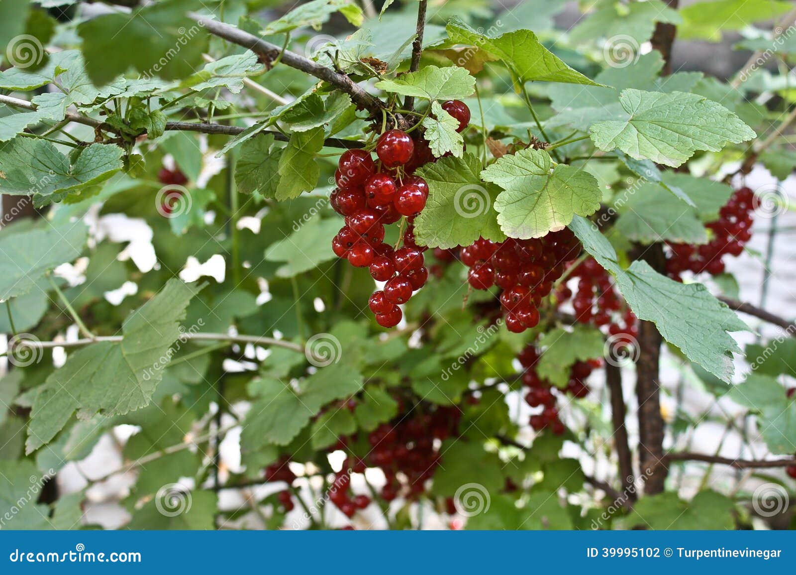 Red currant stock photo. Image of leaves, dessert, ingredient - 39995102