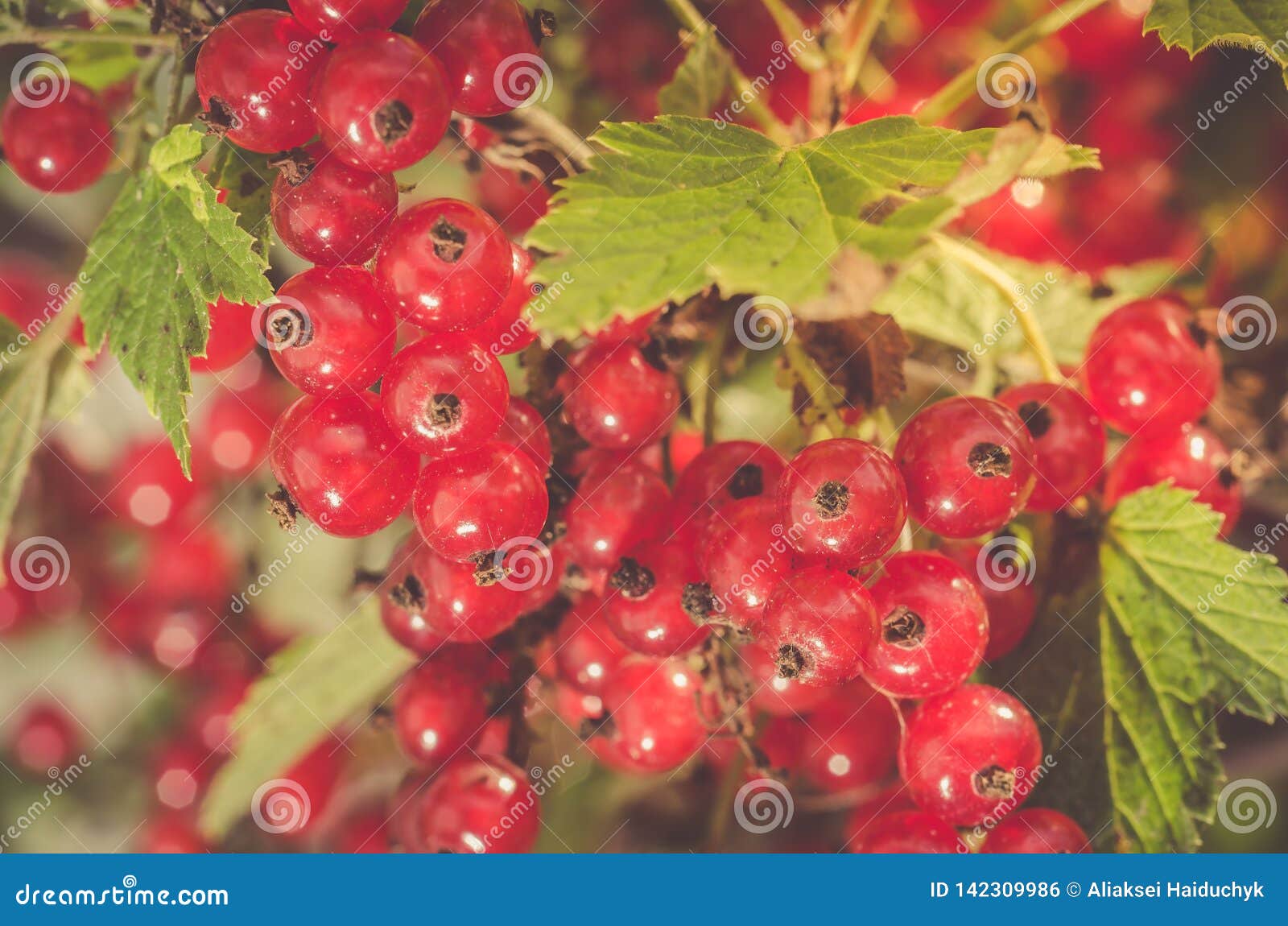 Red Currant Grows on a Bush/ripe Red Currant Grows in a Garden on ...