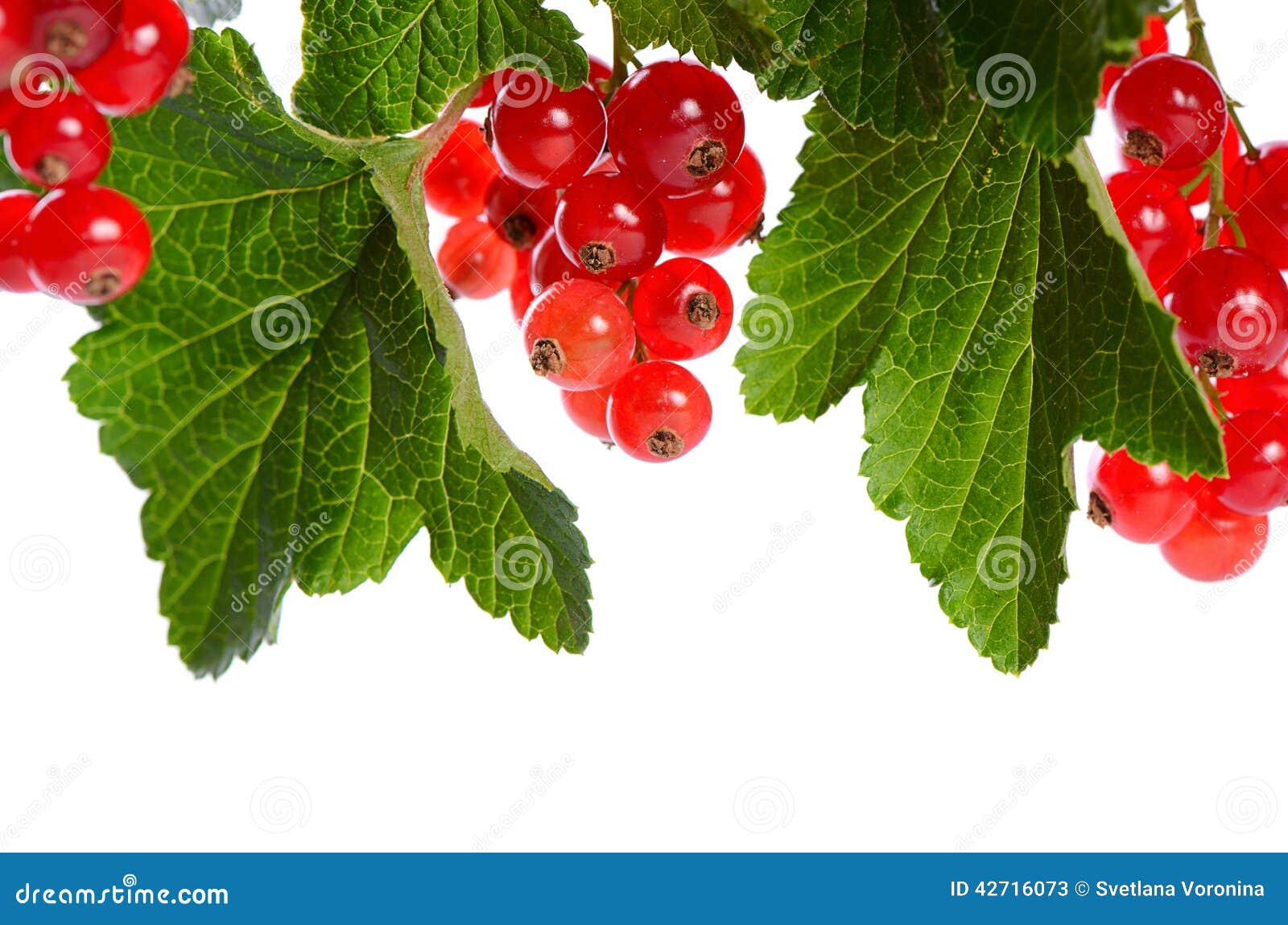 Red Currant Isolated on White Background Stock Image - Image of healthy ...