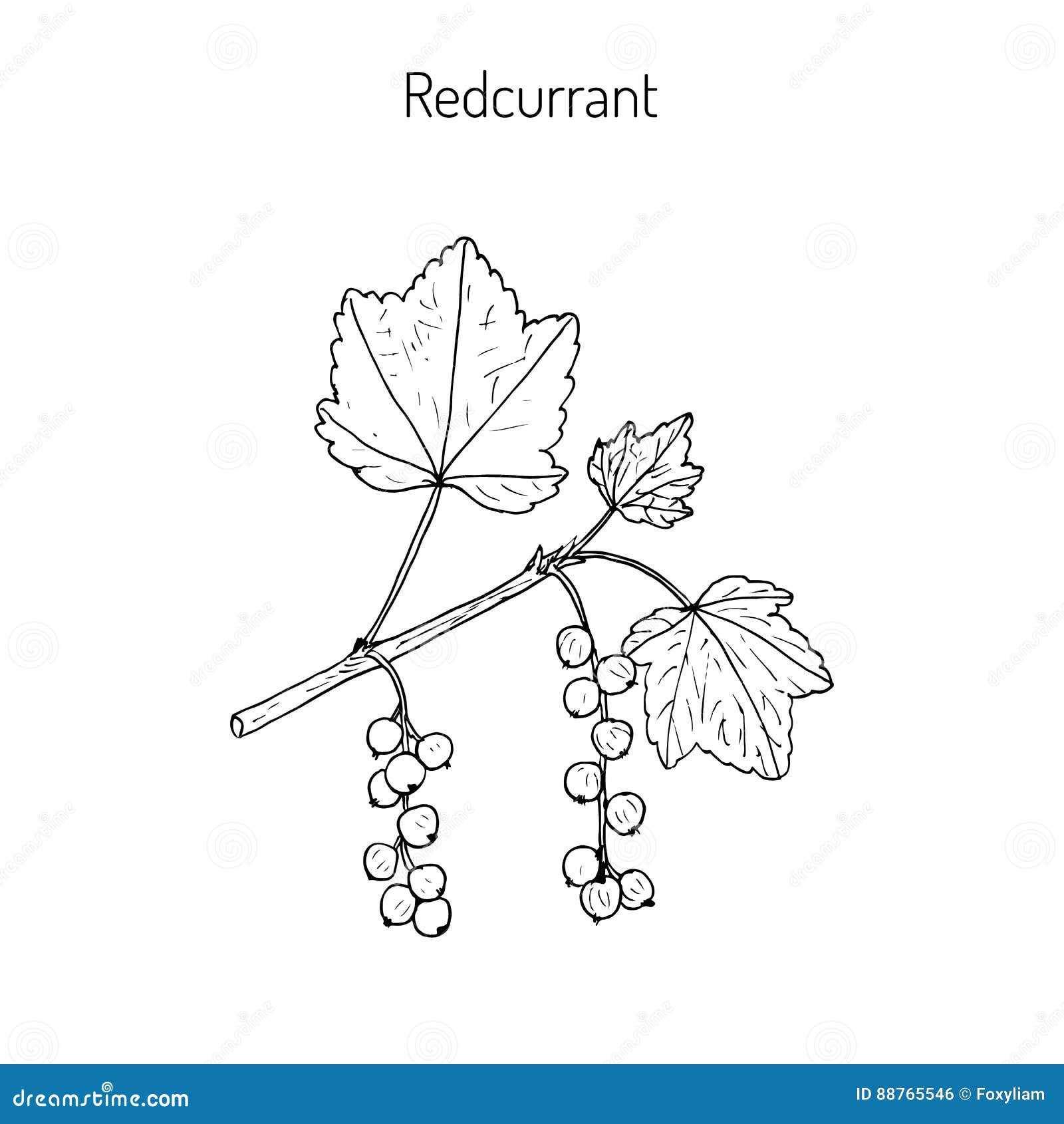 Red Currant Isolated on White. Stock Vector - Illustration of design ...