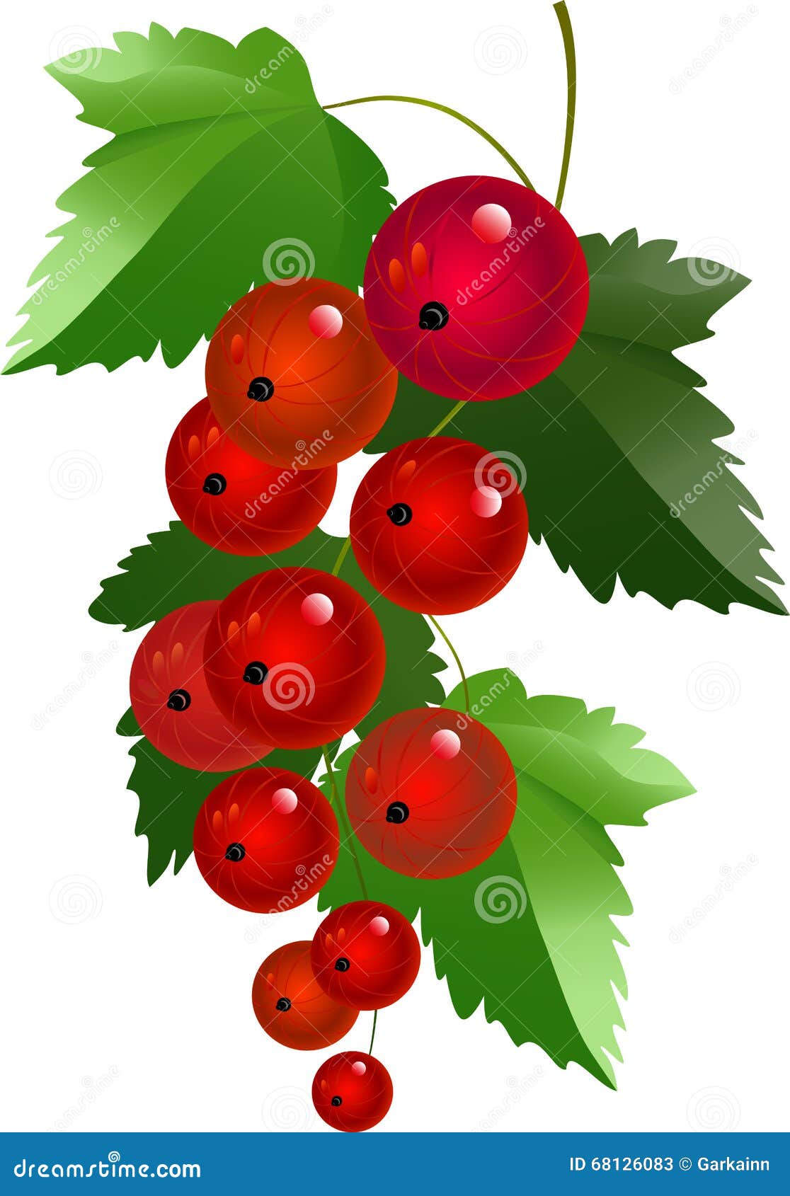 Red Currant stock vector. Illustration of pulpy, dessert - 68126083