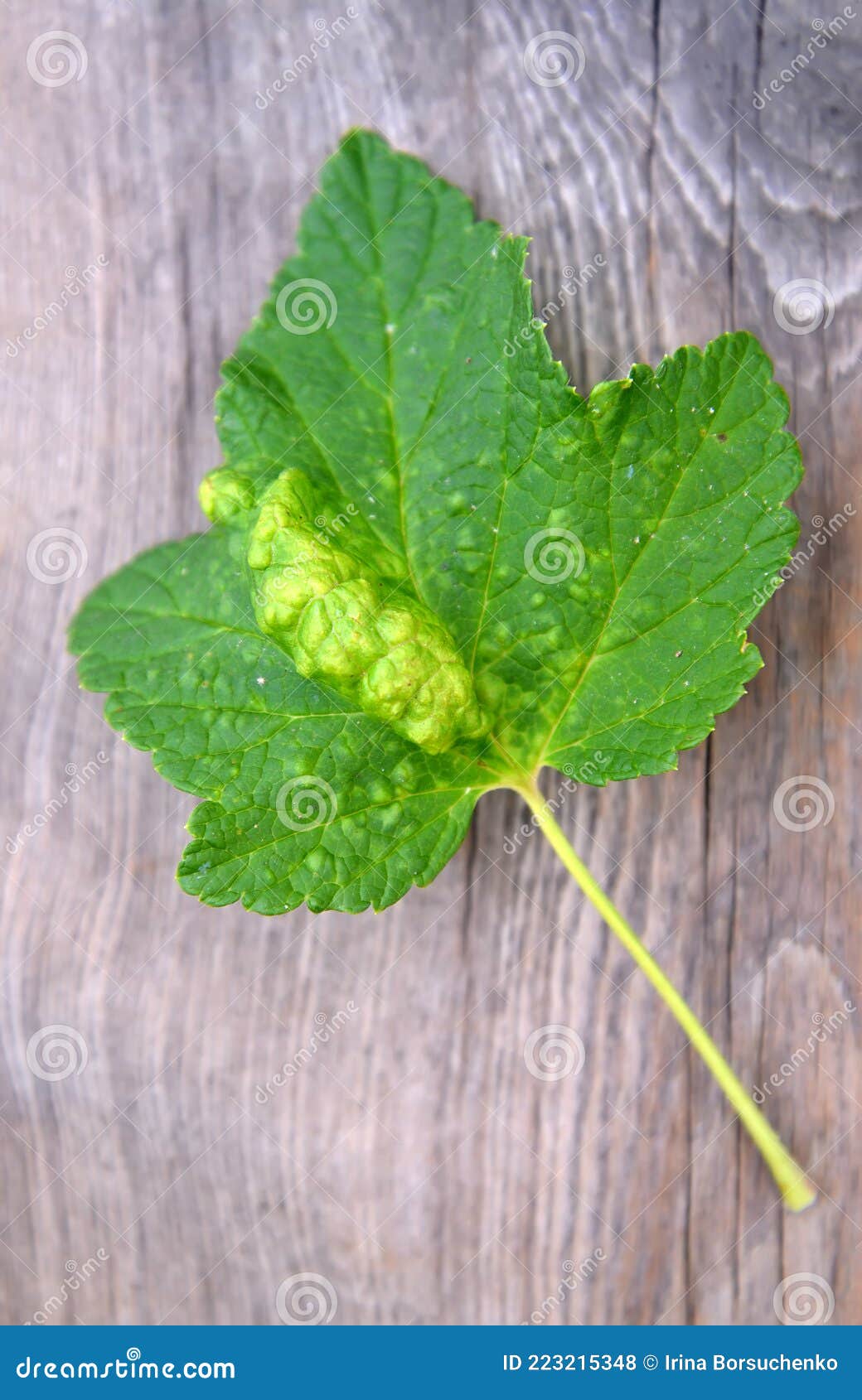 Red Currant Leaf Affected by Gall Aphid Cryptomyzus Ribis Stock Photo ...
