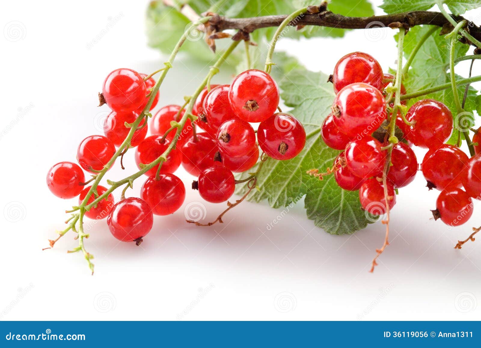 Red Currant with Leaves on Branch Stock Photo - Image of vitamin, fresh ...