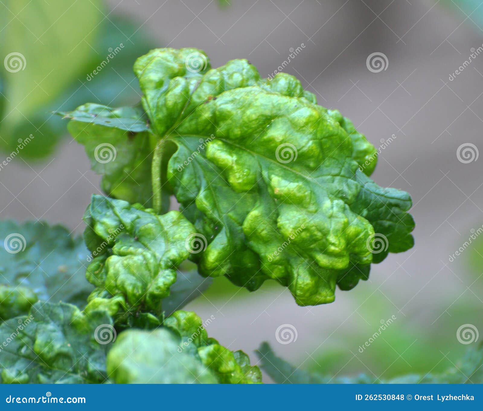 Red Currant Leaves Damaged by Aphids Cryptomyzus Ribis Stock Photo ...