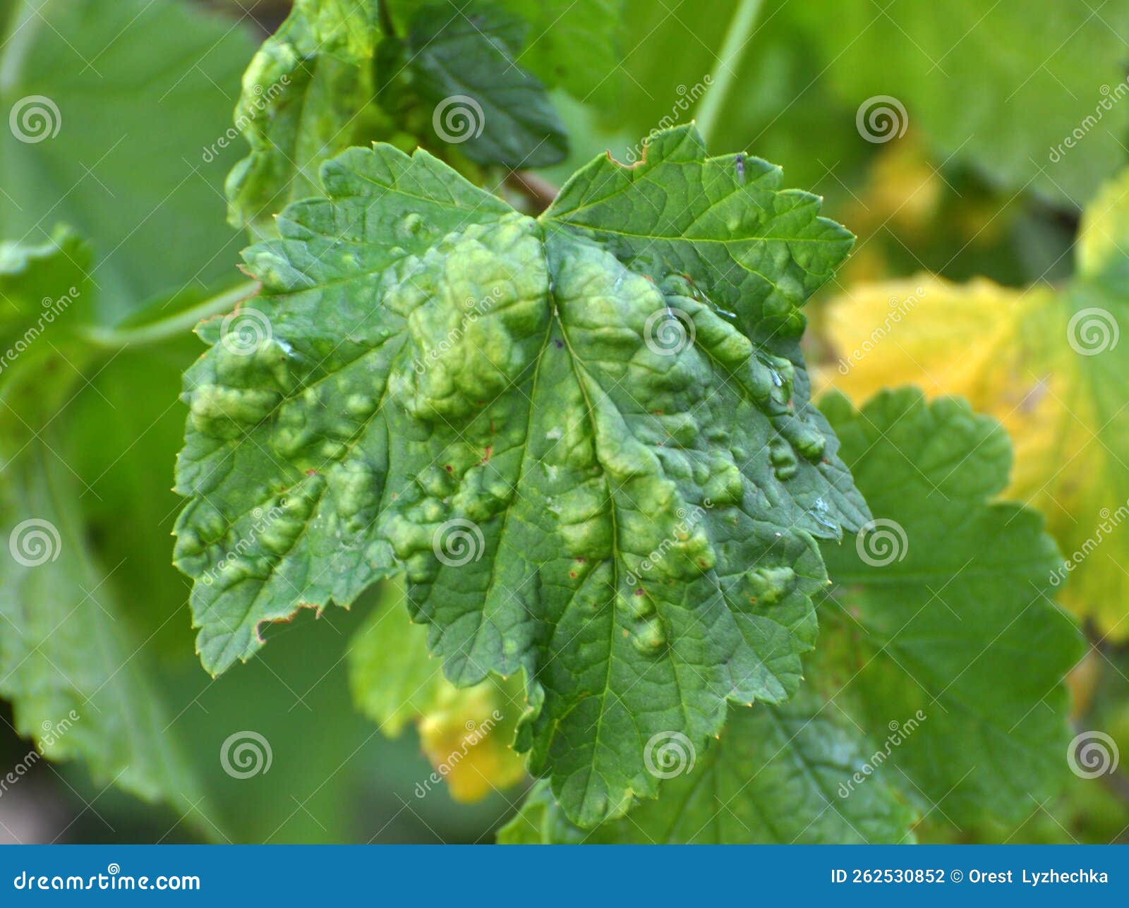 Red Currant Leaves Damaged by Aphids Cryptomyzus Ribis Stock Photo ...