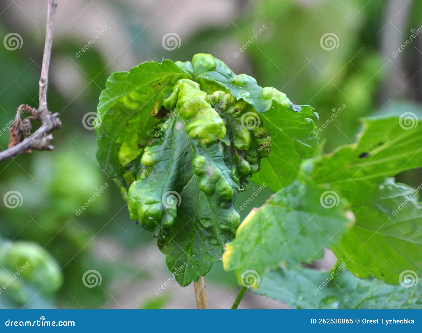 Red Currant Leaves Damaged by Aphids Cryptomyzus Ribis Stock Image ...