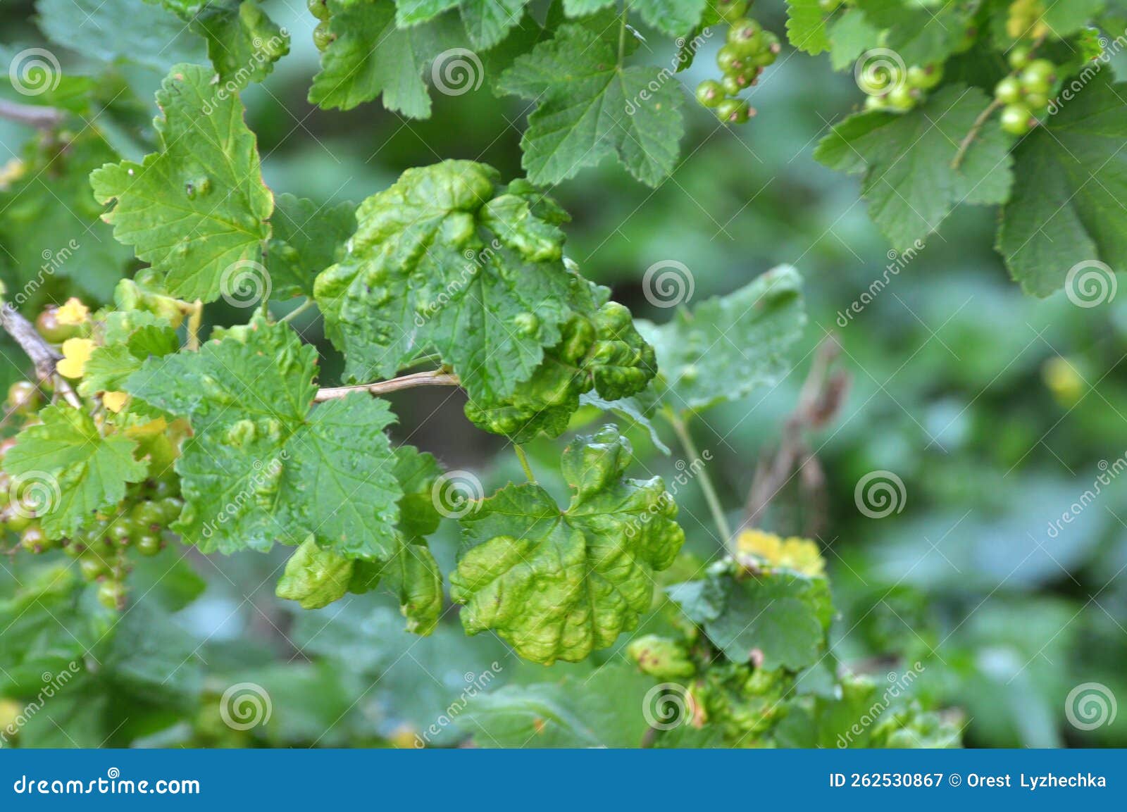 Red Currant Leaves Damaged by Aphids Cryptomyzus Ribis Stock Image ...