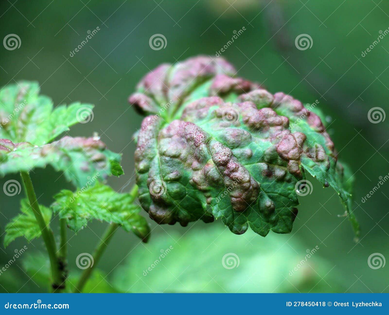 Red Currant Leaves Damaged by Aphids (Cryptomyzus Ribis Stock Photo ...