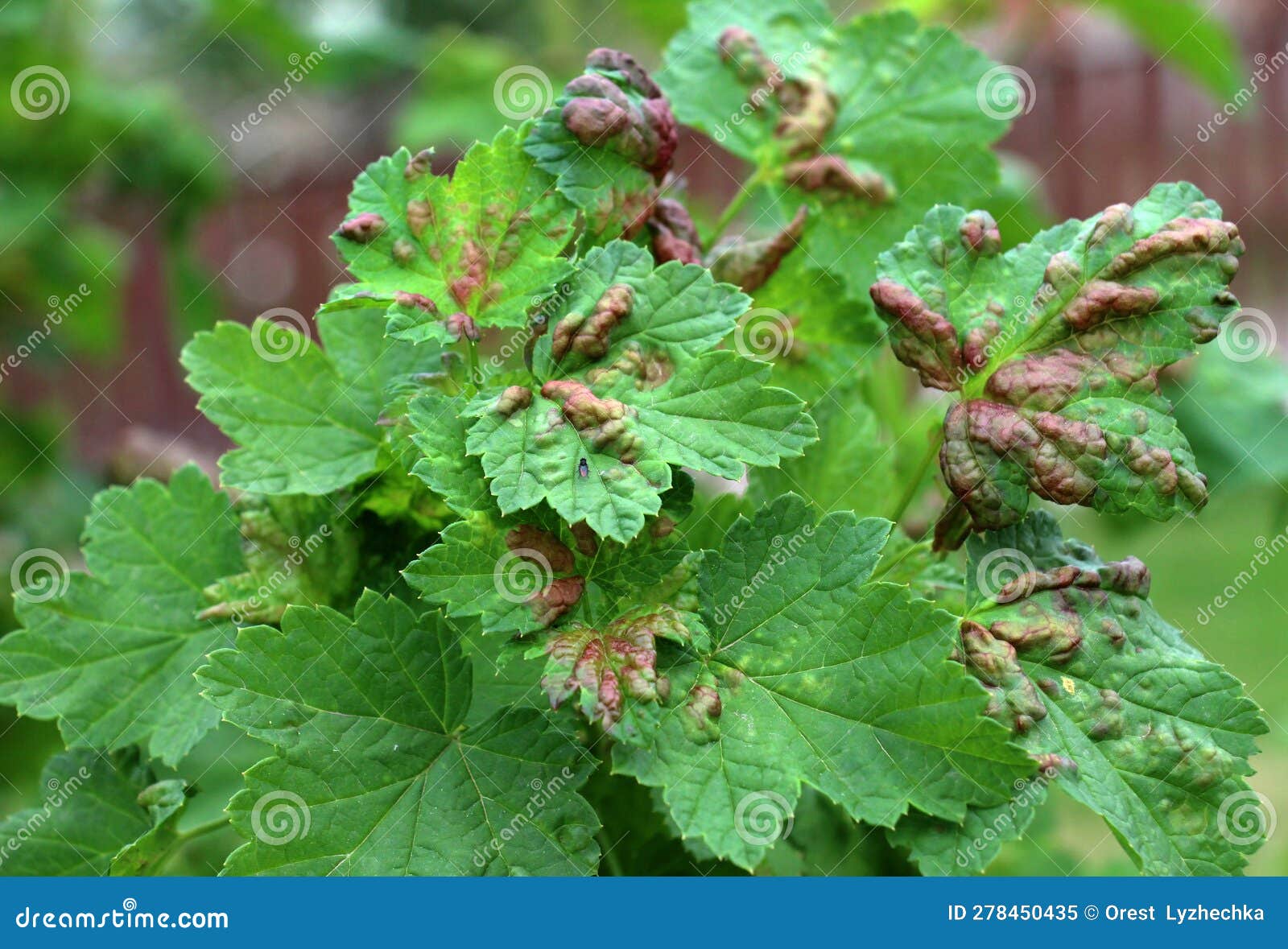 Red Currant Leaves Damaged by Aphids (Cryptomyzus Ribis Stock Image ...