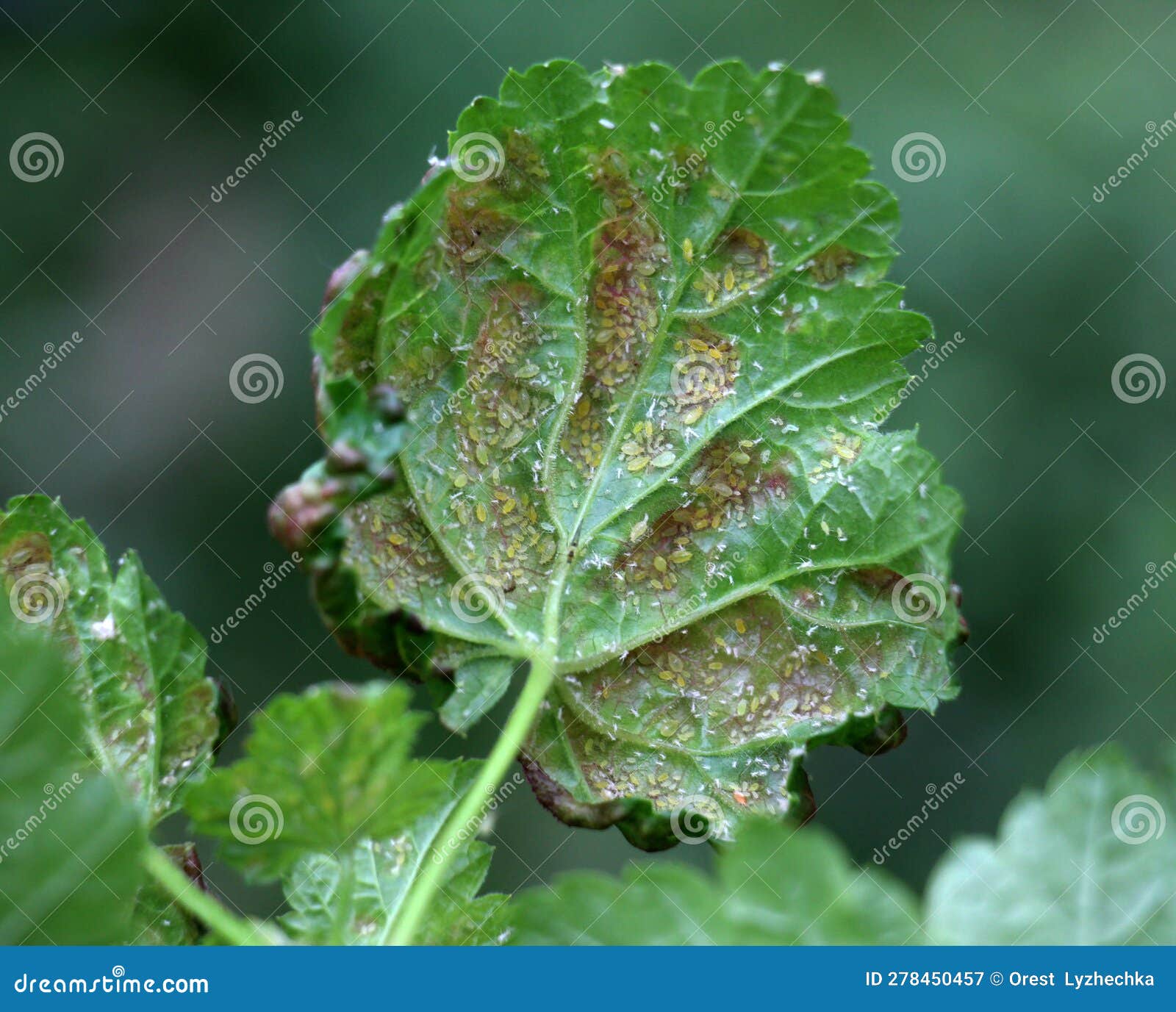 Red Currant Leaves Damaged by Aphids (Cryptomyzus Ribis Stock Image ...