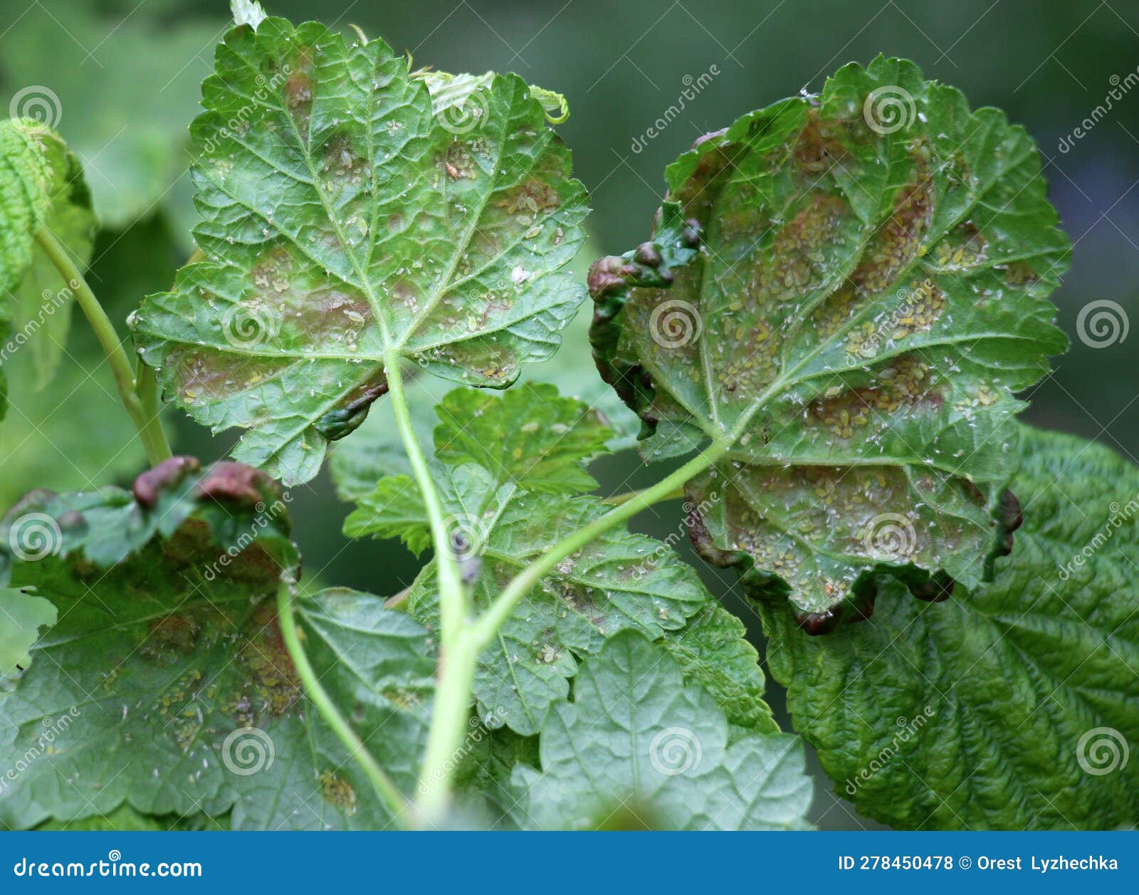Red Currant Leaves Damaged by Aphids (Cryptomyzus Ribis Stock Photo ...