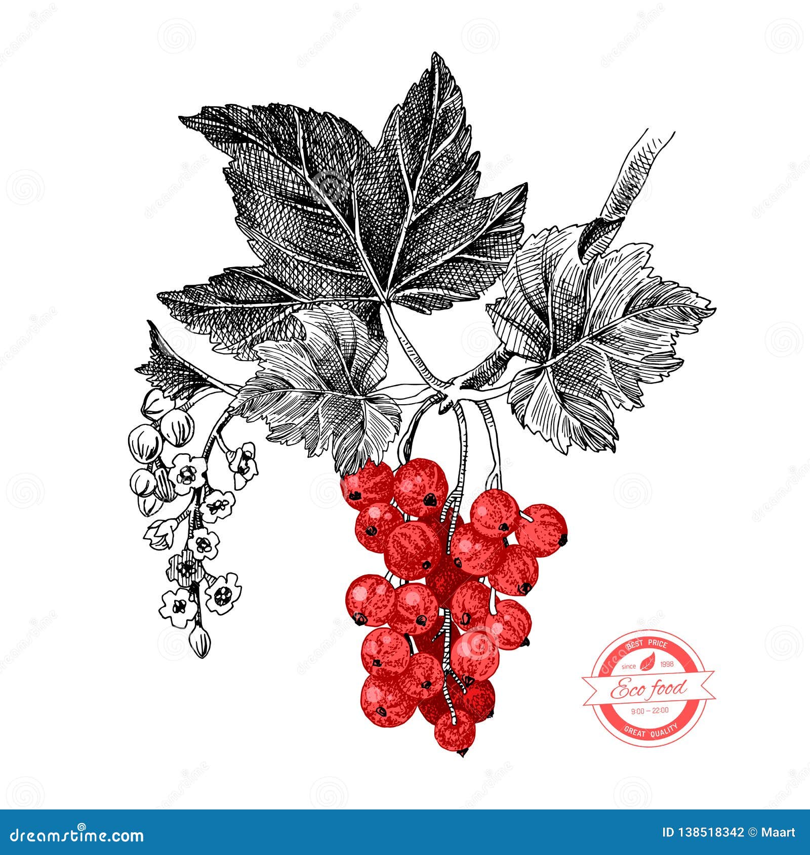 Red Currant with Leaves and Flowers Stock Vector - Illustration of ...