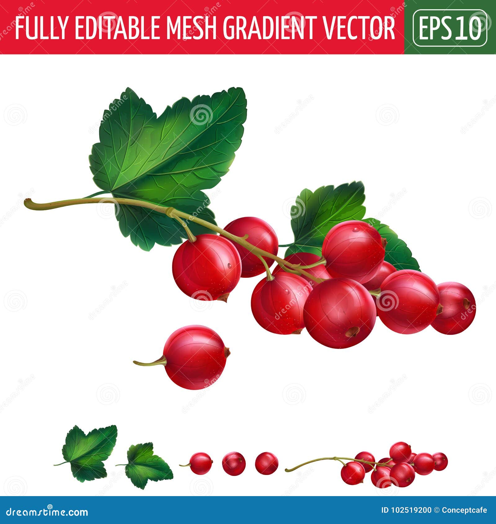Red Currant on White Background. Vector Illustration Stock Vector ...