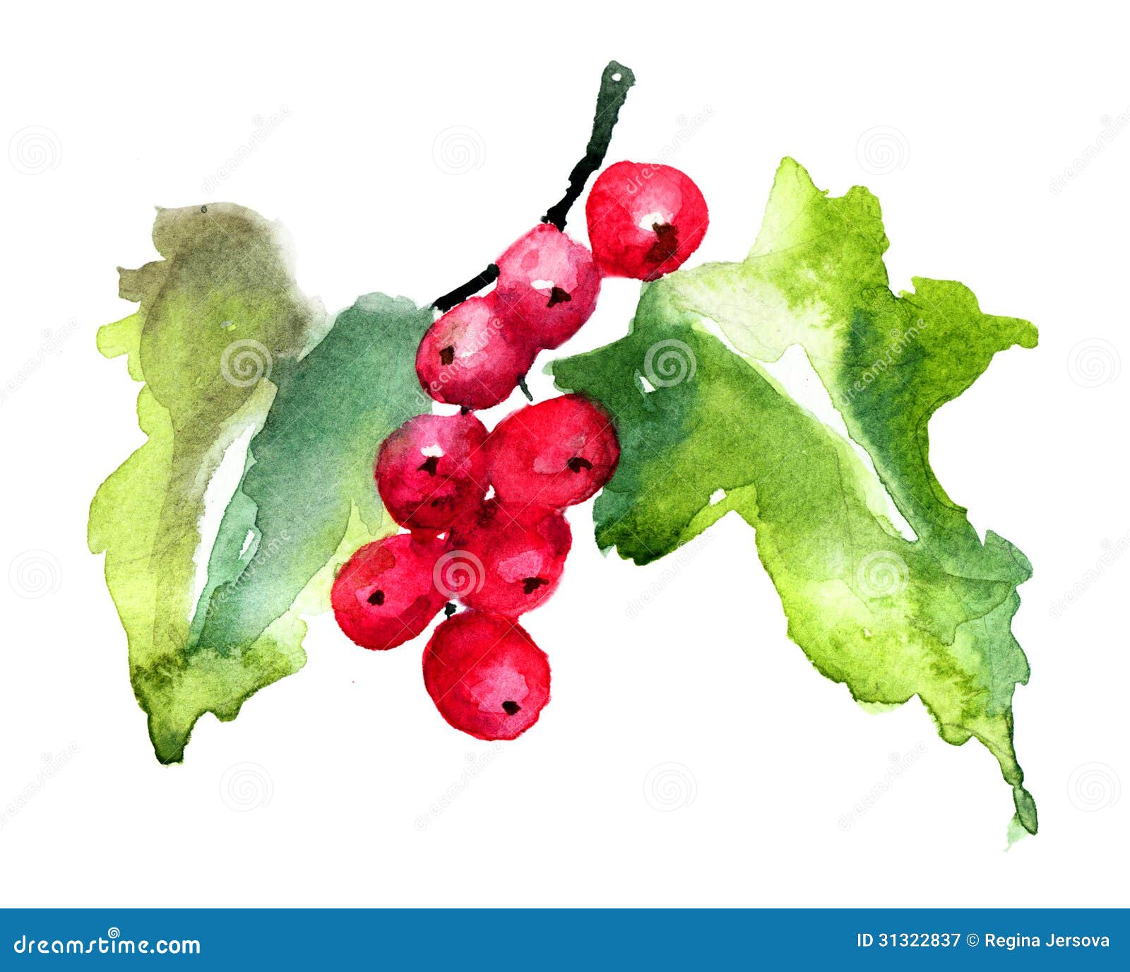 Red Currant stock illustration. Illustration of fruit - 31322837