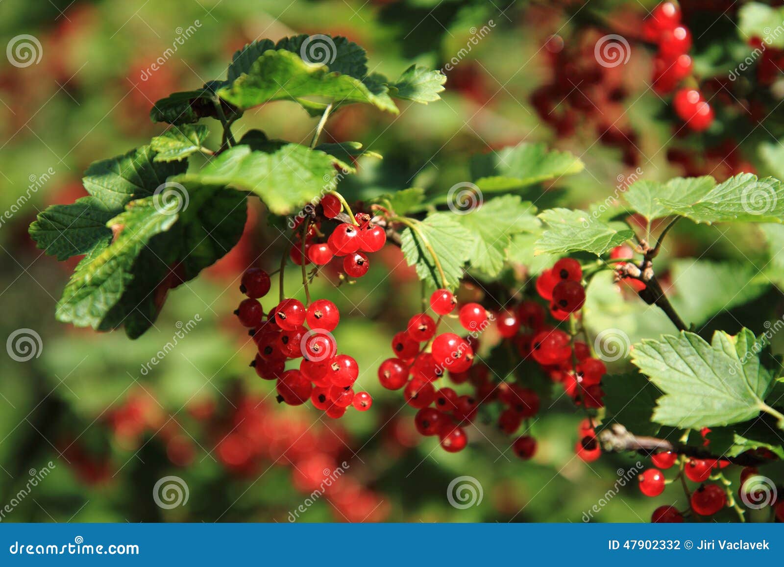 Red currant plant stock photo. Image of bush, fresh, bunch - 47902332
