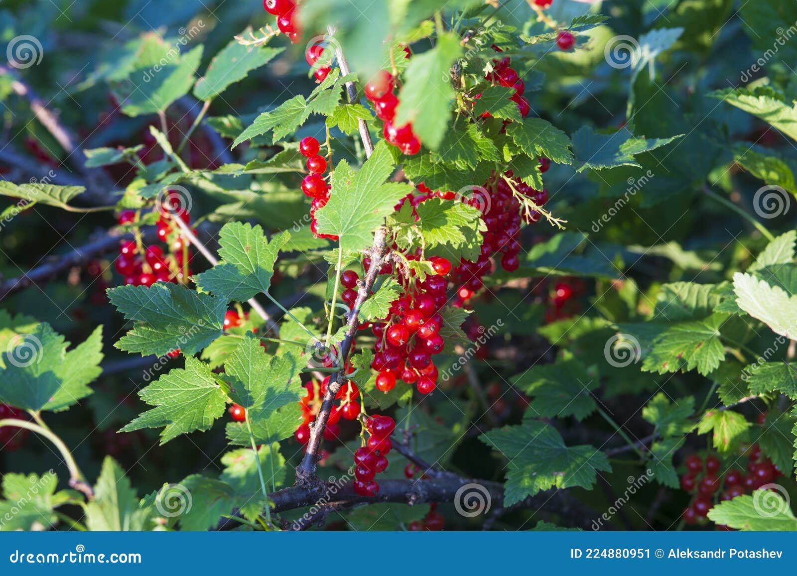Red Currant on the Plot.we Grow Red Currants on the Private Plot Stock ...