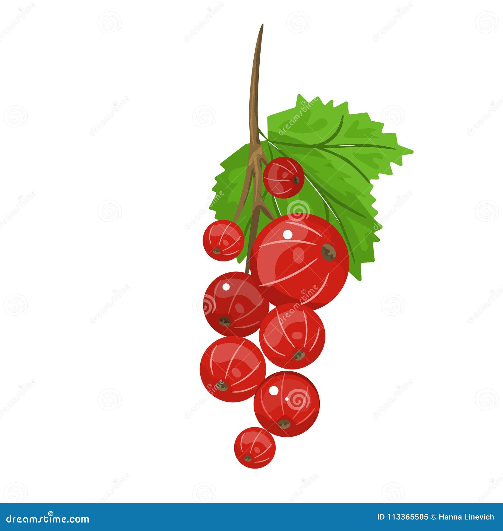 Red Currant. Realistic Vector Illustration of Berries and Green Leaves ...