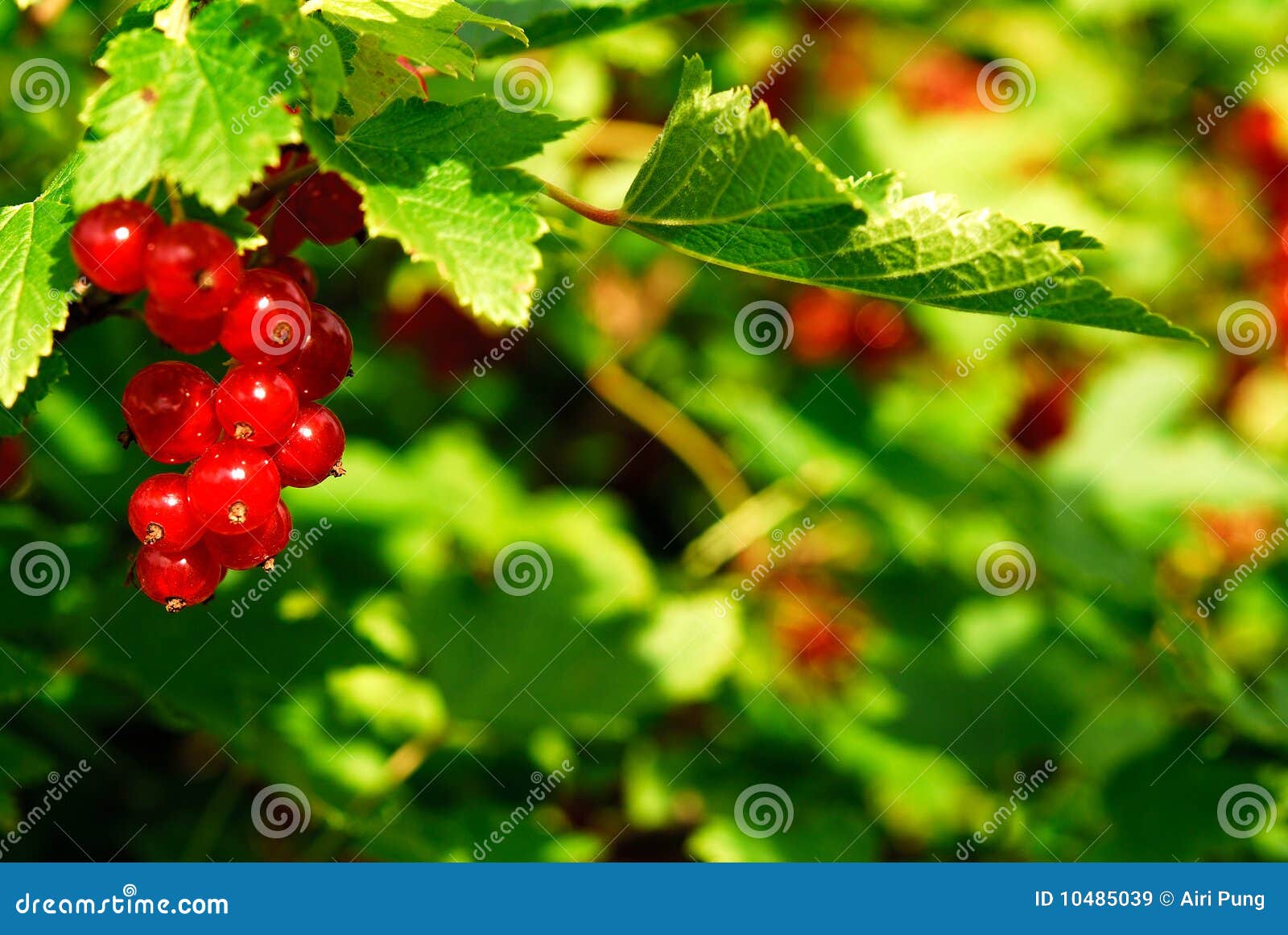 Red currant (Ribes rubrum) stock image. Image of detail - 10485039