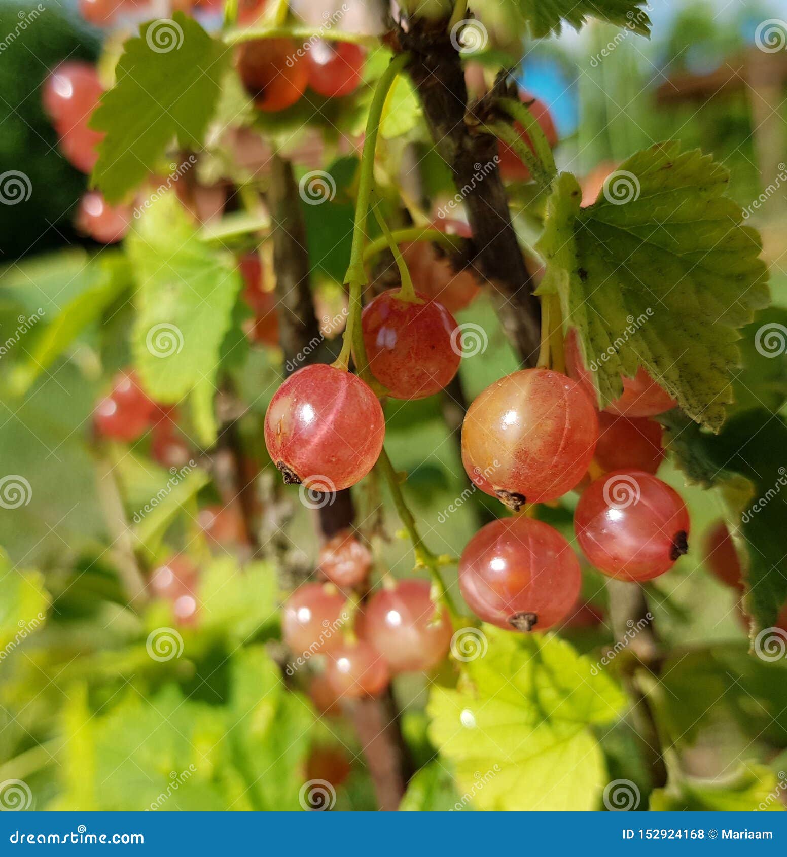 Red Currant, Ribes Rubrum, Closeup View. a Branch with a Lot of ...