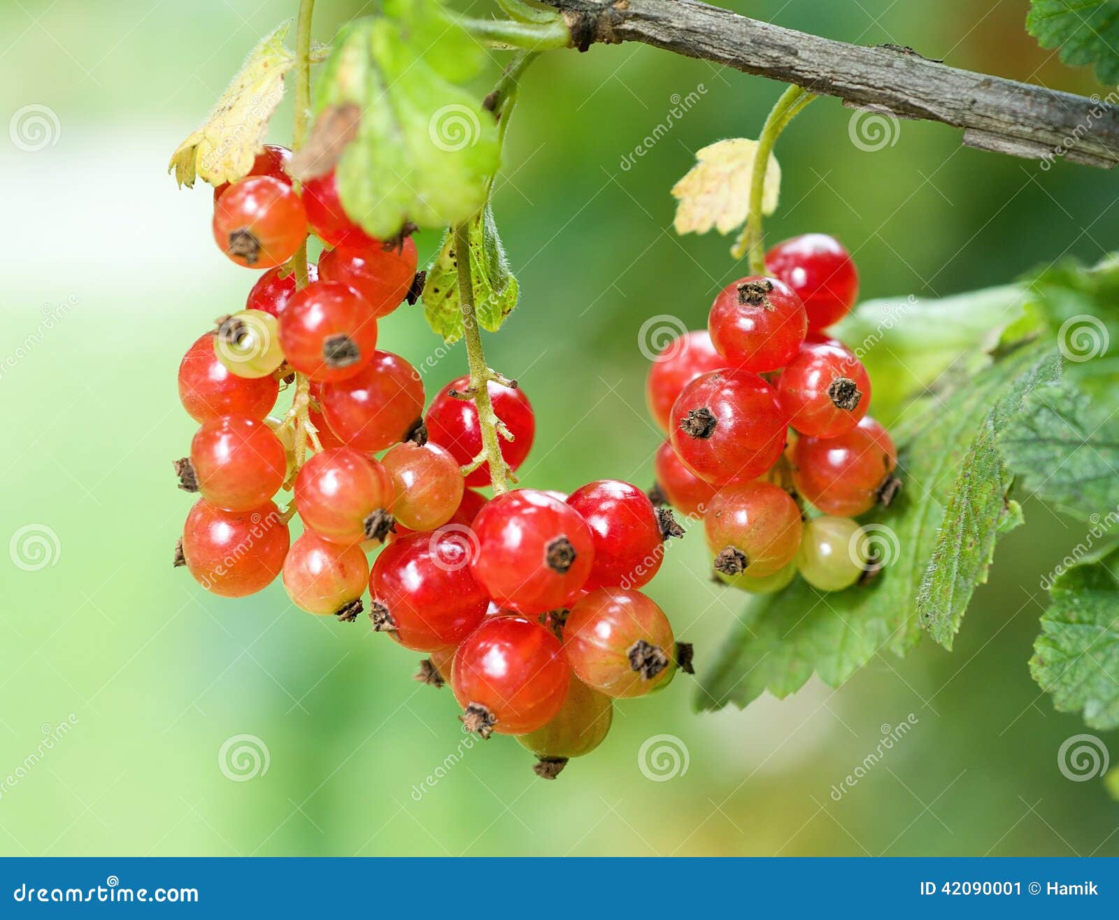 Red currant (Ribes rubrum) stock image. Image of healthy - 42090001