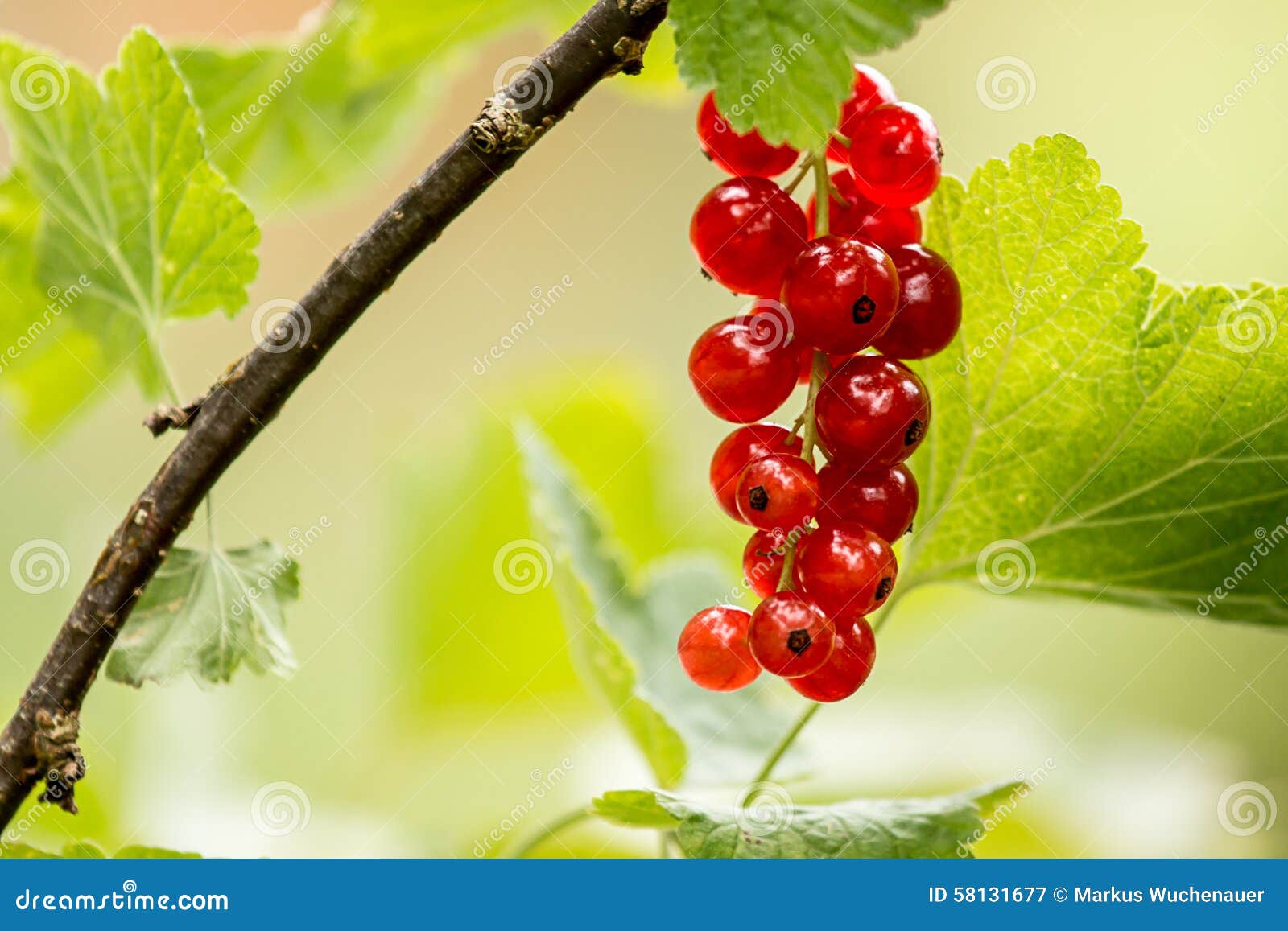 Red Currant (Ribes rubrum) stock image. Image of currant - 58131677