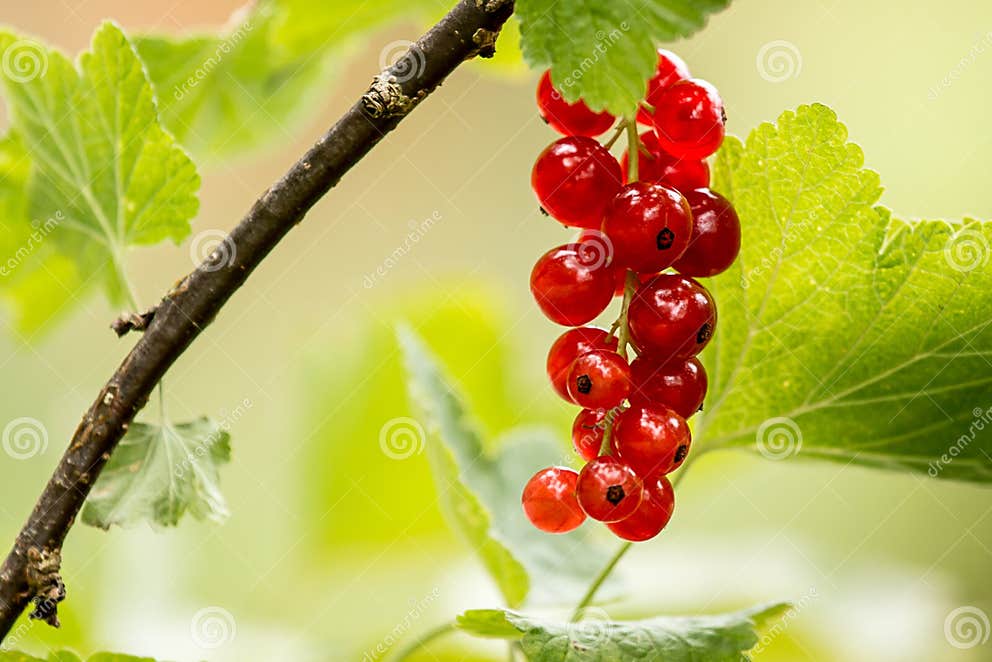Red Currant (Ribes rubrum) stock image. Image of currant - 58131677
