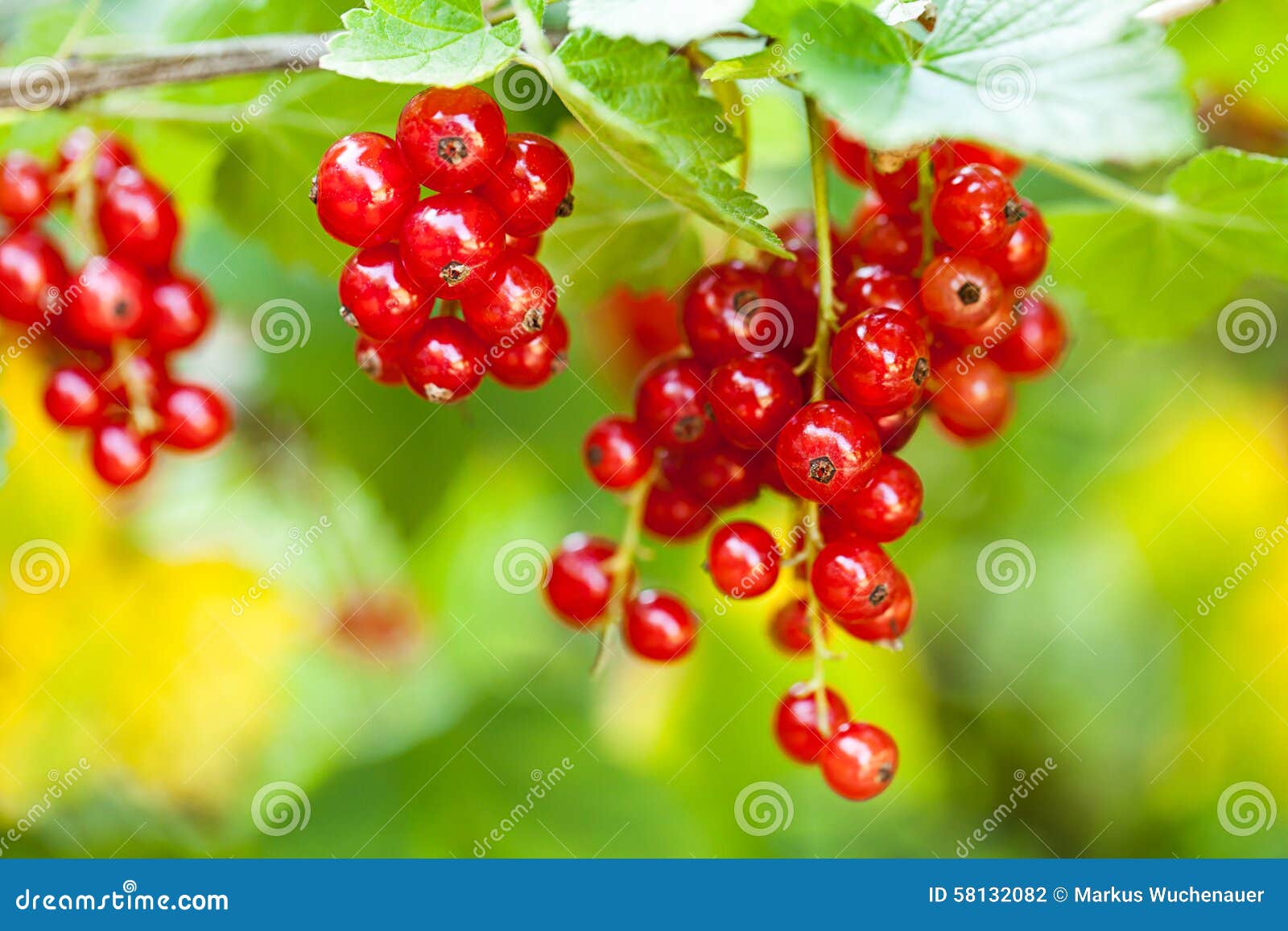 Red Currant (Ribes rubrum) stock photo. Image of currant - 58132082