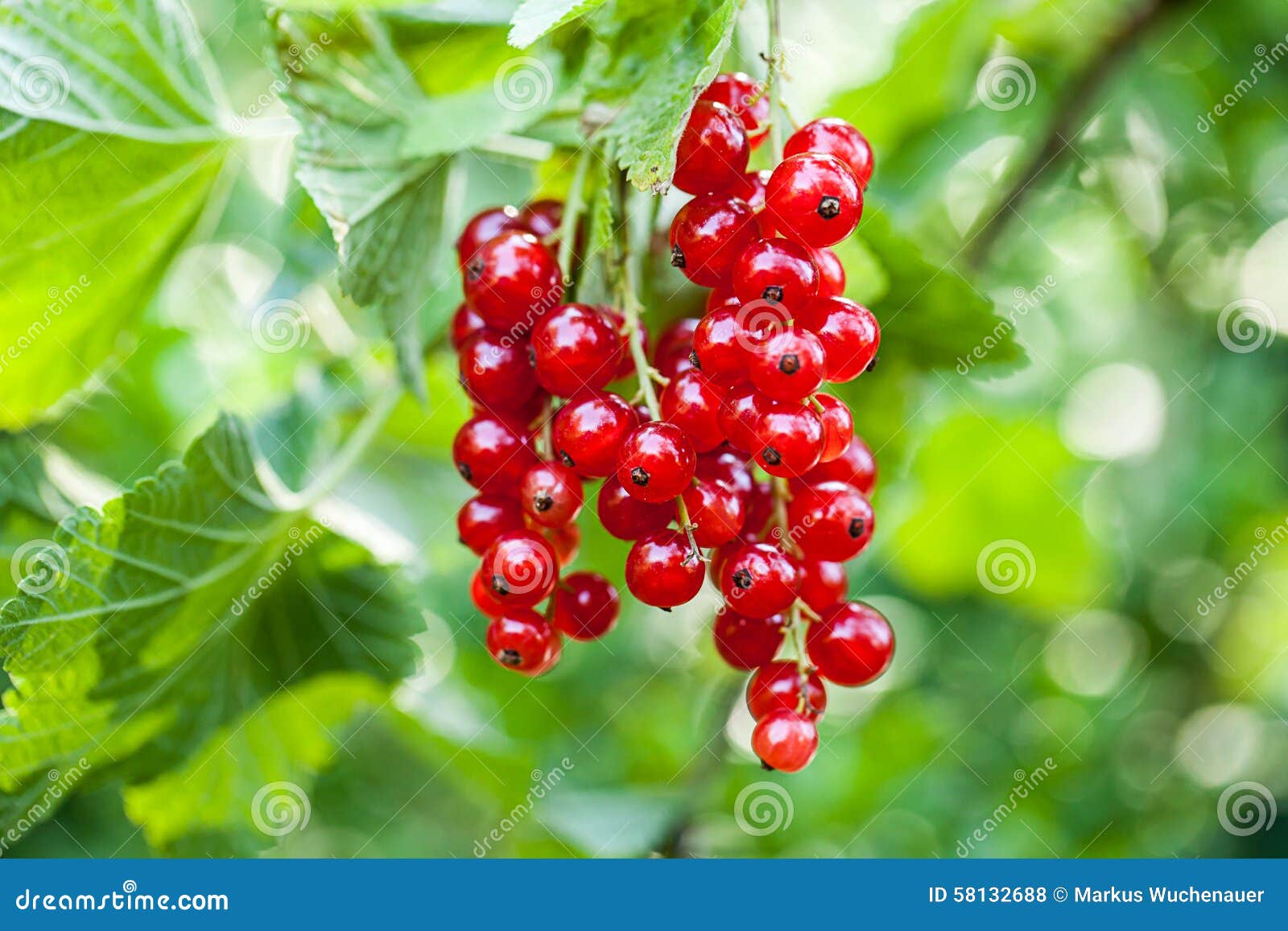 Red Currant (Ribes rubrum) stock photo. Image of digestion - 58132688