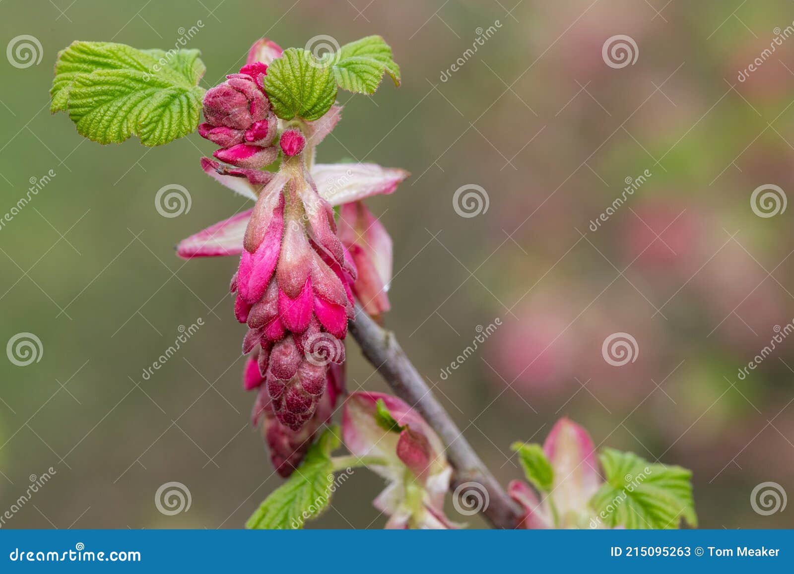 Red Currant Ribes Sanguineum Shrub Stock Image - Image of horticulture ...