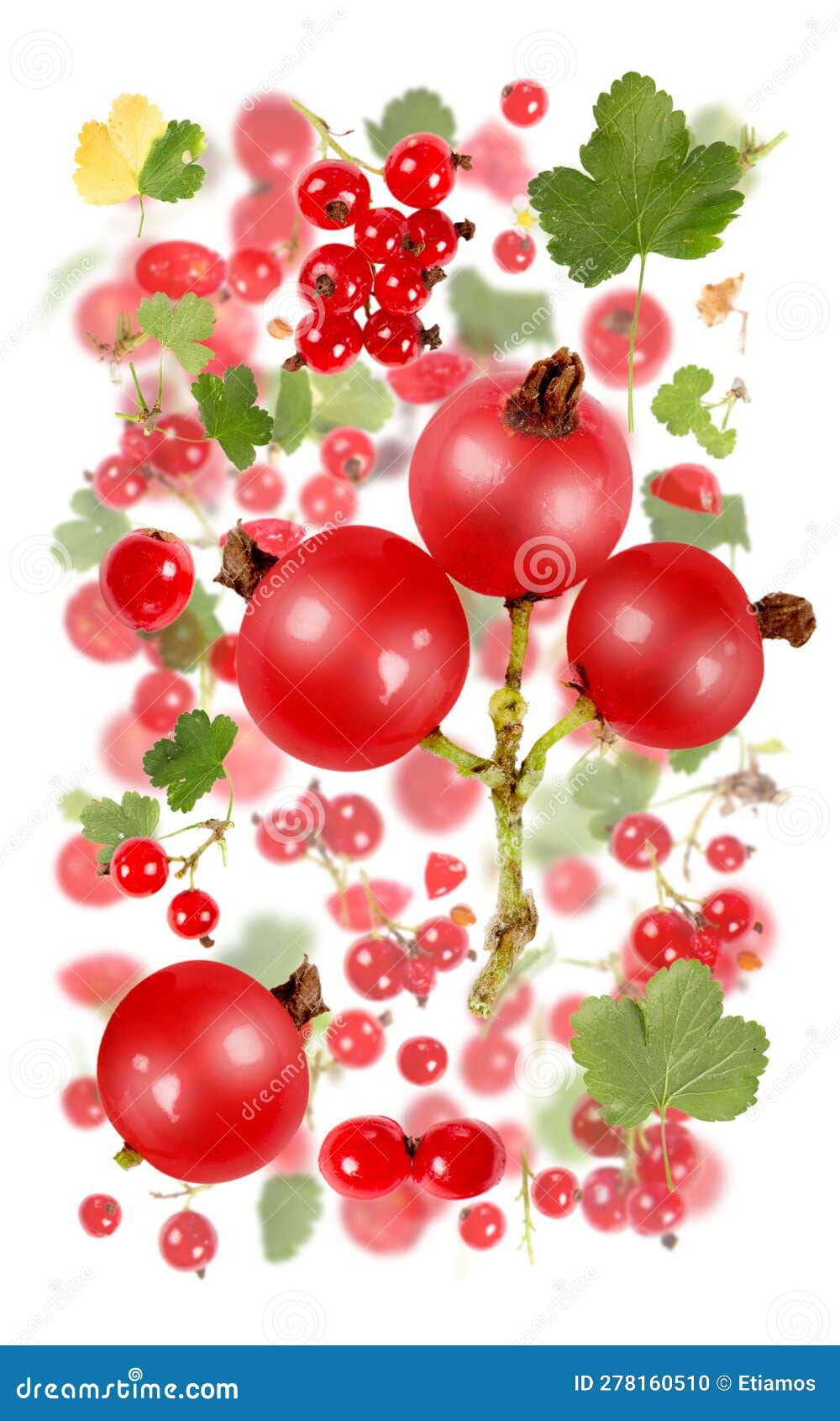 Red Currant Slice and Leaf Abstract Stock Photo - Image of background ...