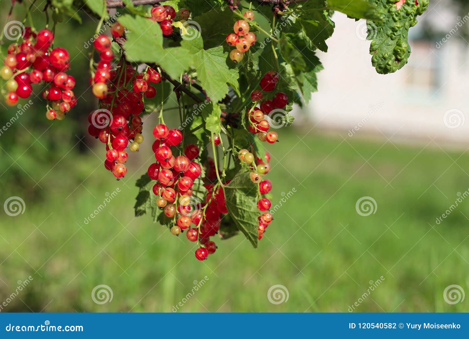 Red Currant in the Spring and Green Grass in the Background Stock Photo ...