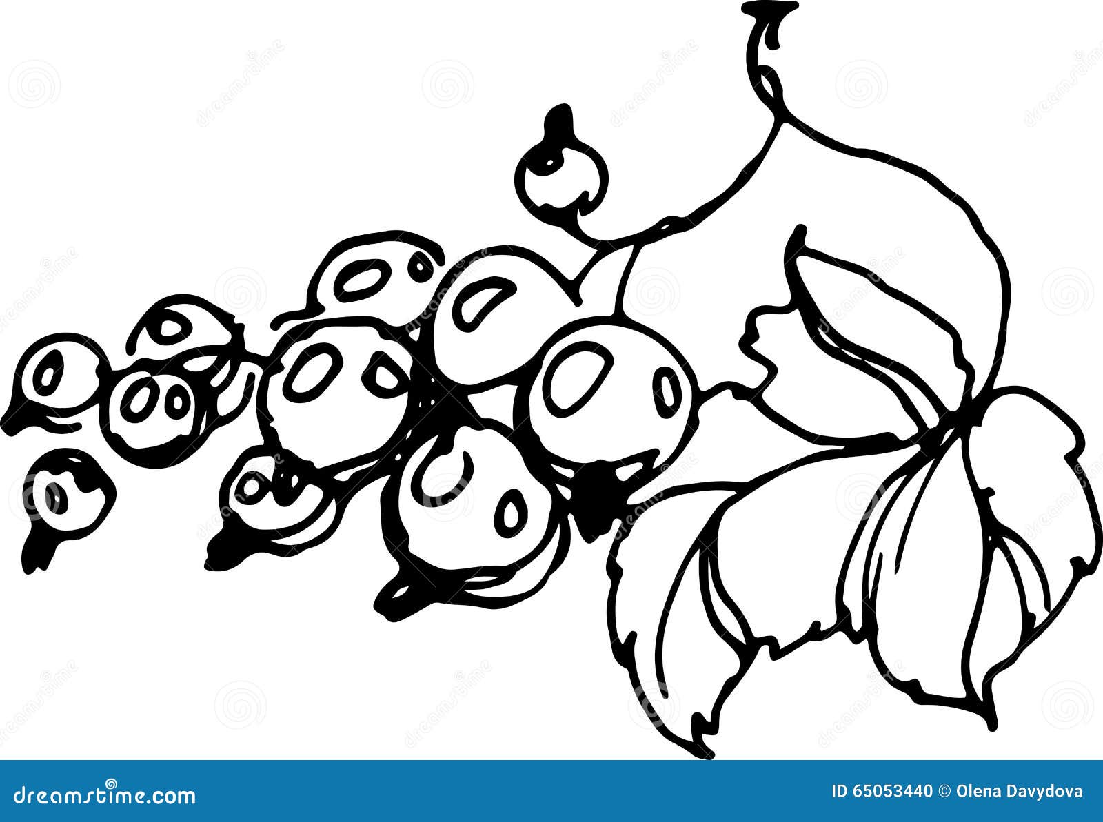 Red Currant. Vector Illustration Stock Vector - Illustration of doodle ...