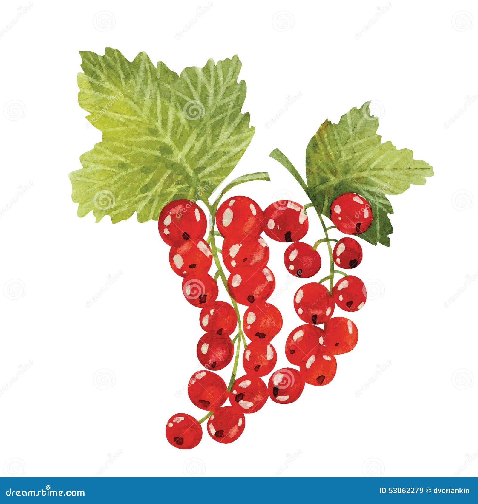 Red currant stock vector. Illustration of berry, sweet - 53062279
