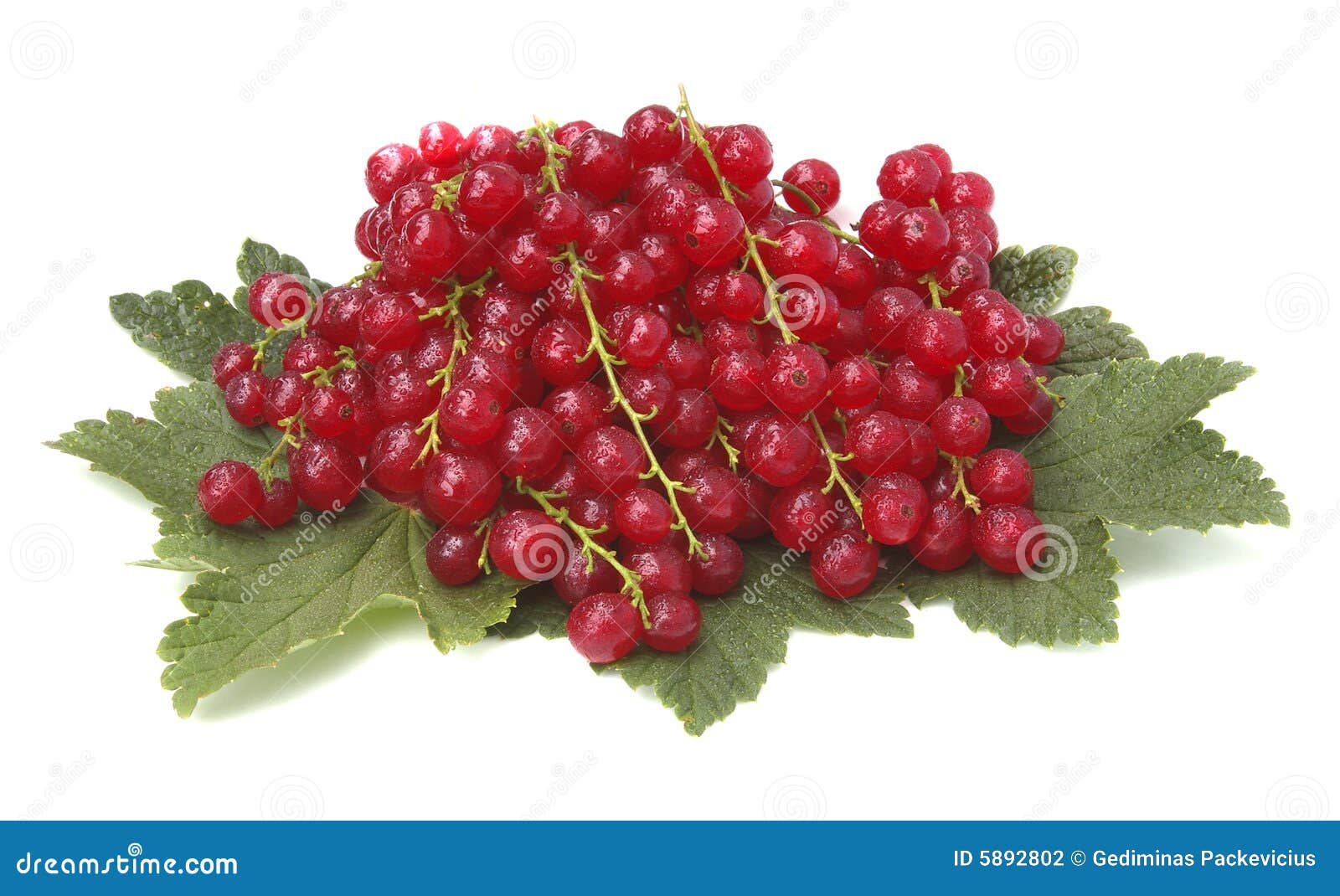 Red Currant on White Background Stock Photo - Image of berry, vitamin ...