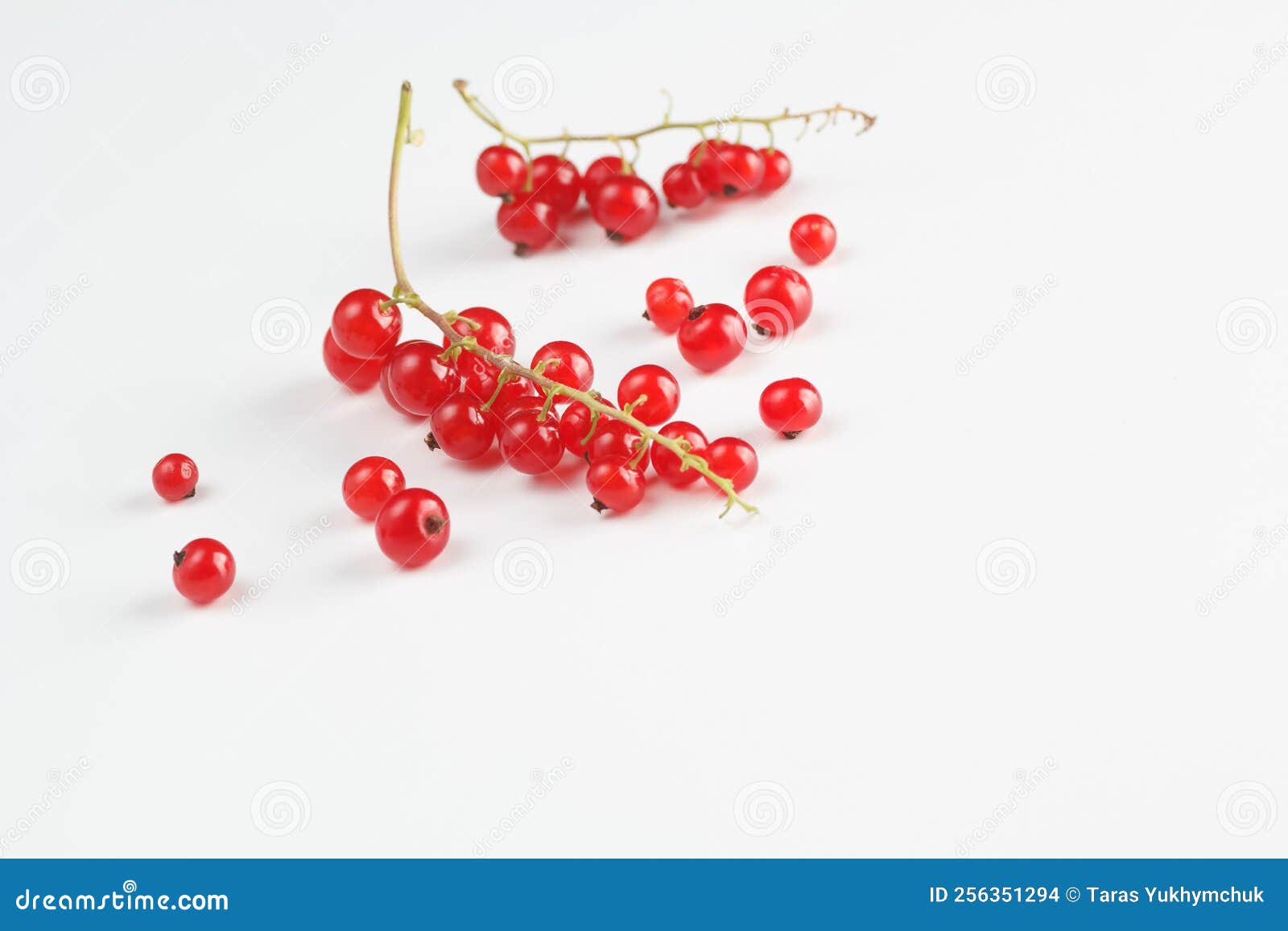 Red Currant on a White Background, Scattered Currant Buds on a White ...