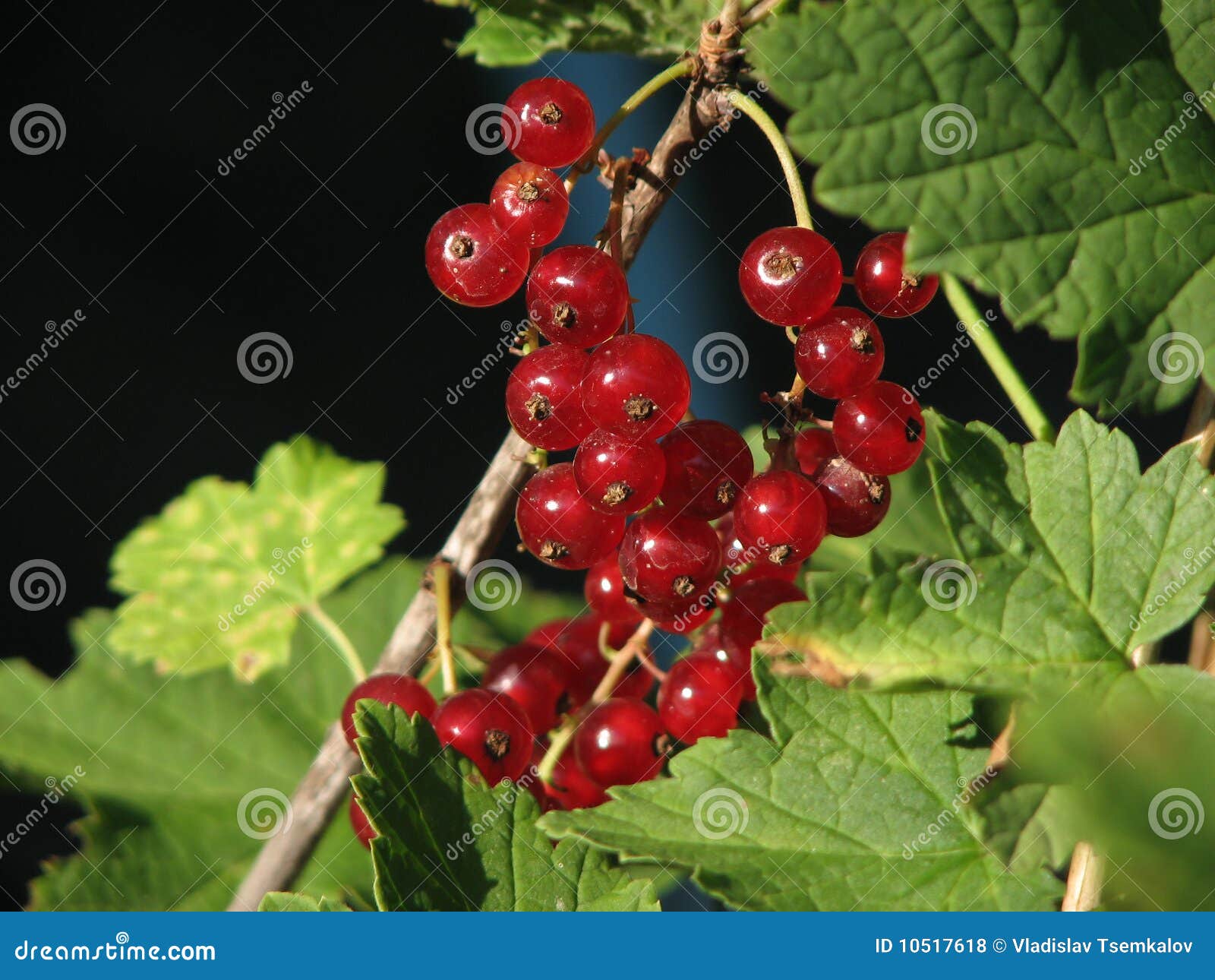Red Currants stock photo. Image of green, bunch, branch - 10517618