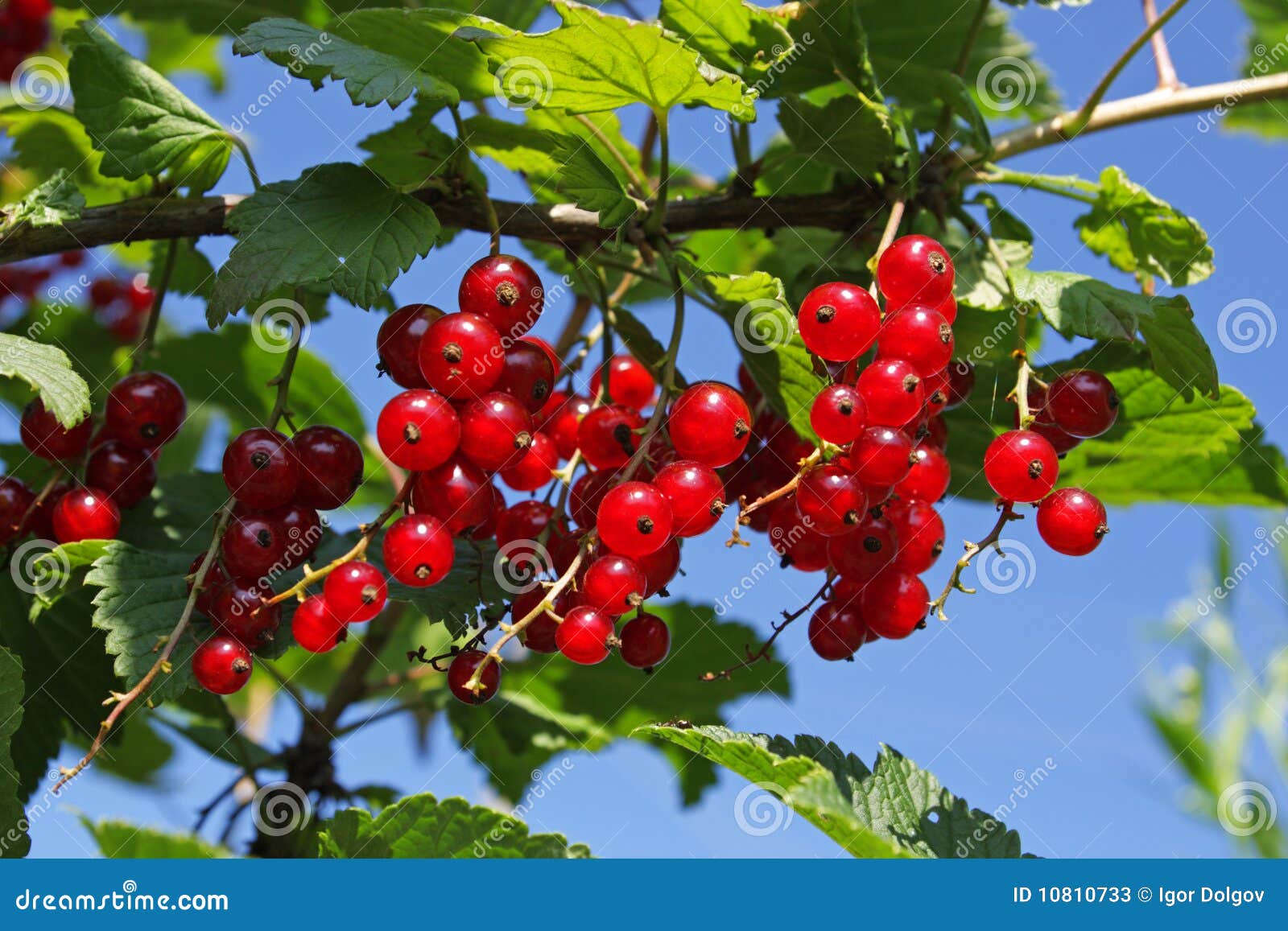 Red currants stock image. Image of diet, eating, flora - 10810733