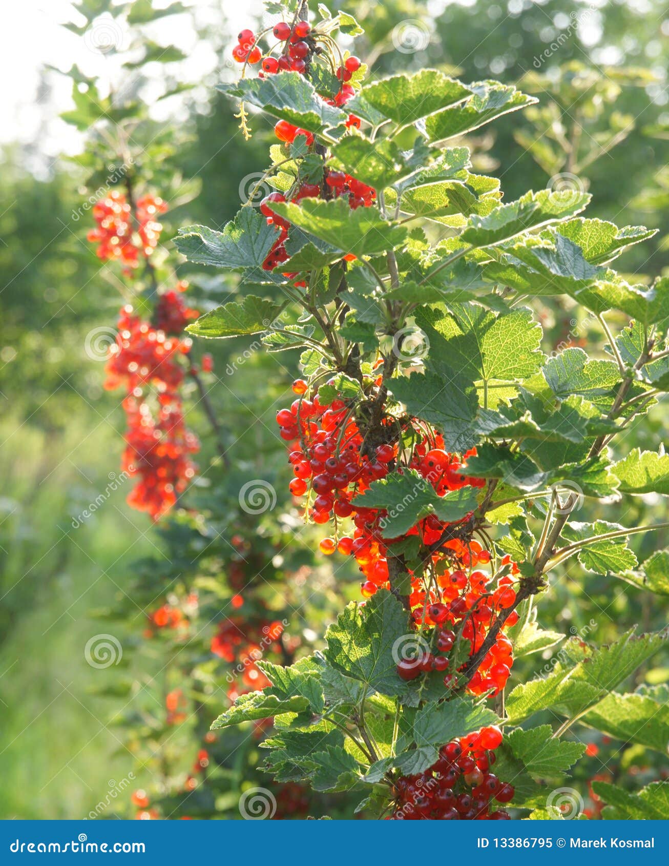 Red currants stock image. Image of juicy, fresh, garden - 13386795