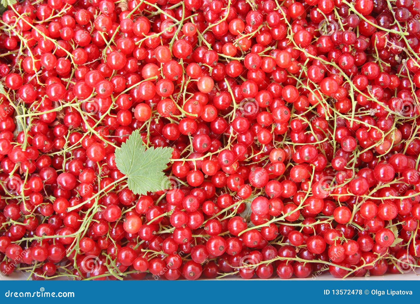 Red currants stock photo. Image of freshness, currants - 13572478