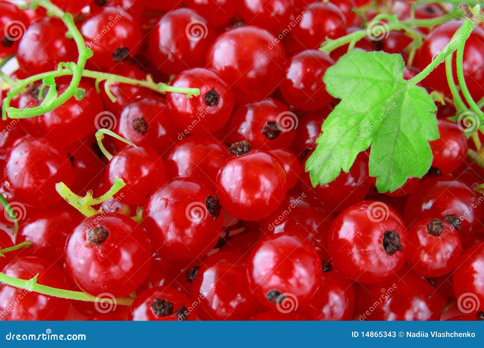 Red currants stock image. Image of close, bunch, delicious - 14865343