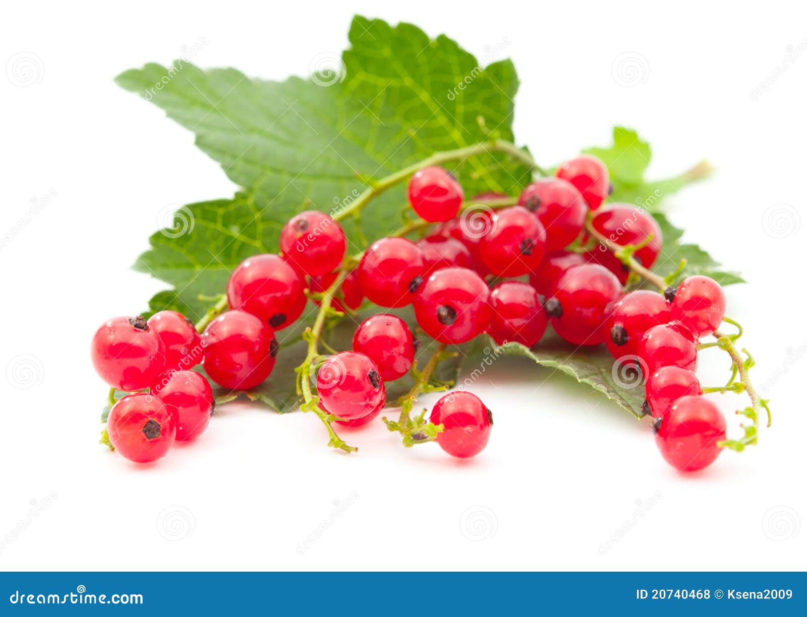 Red currants stock photo. Image of refreshment, life - 20740468