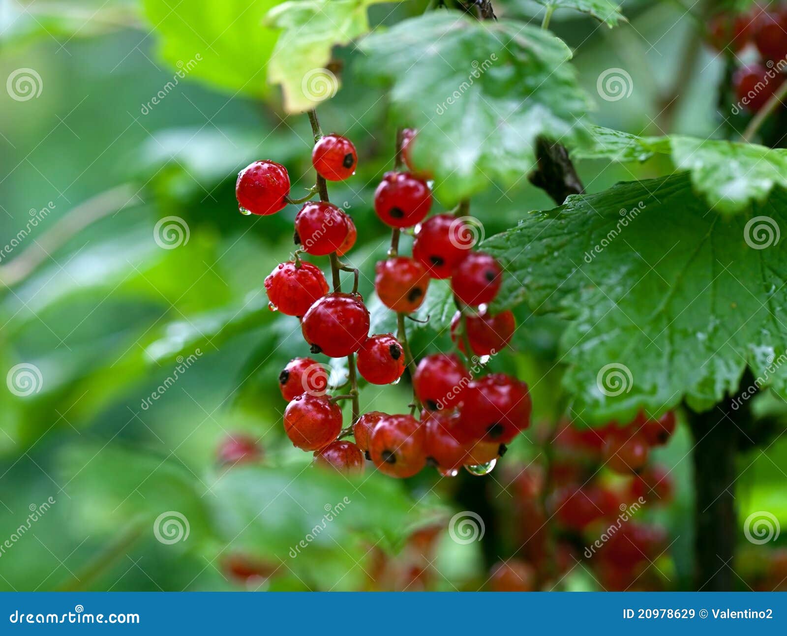 Red currants stock image. Image of drops, green, garden - 20978629