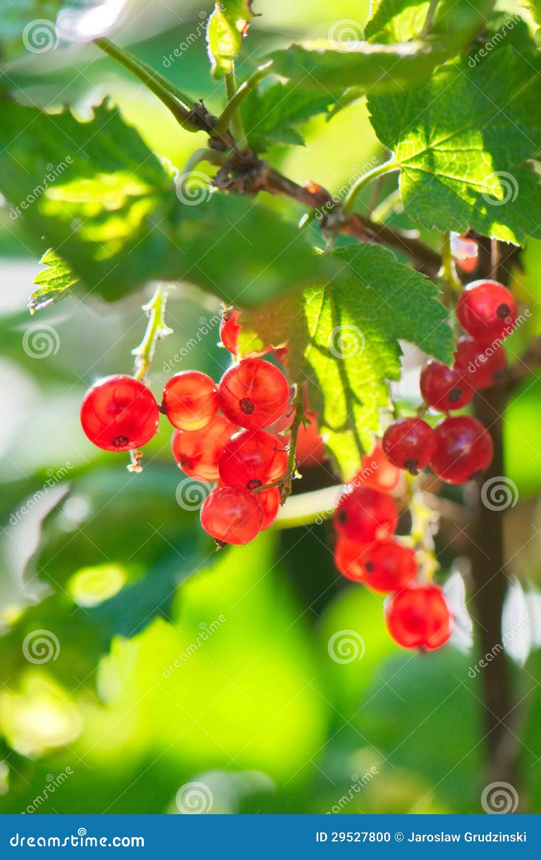 Red currants stock photo. Image of branch, harvest, eating - 29527800