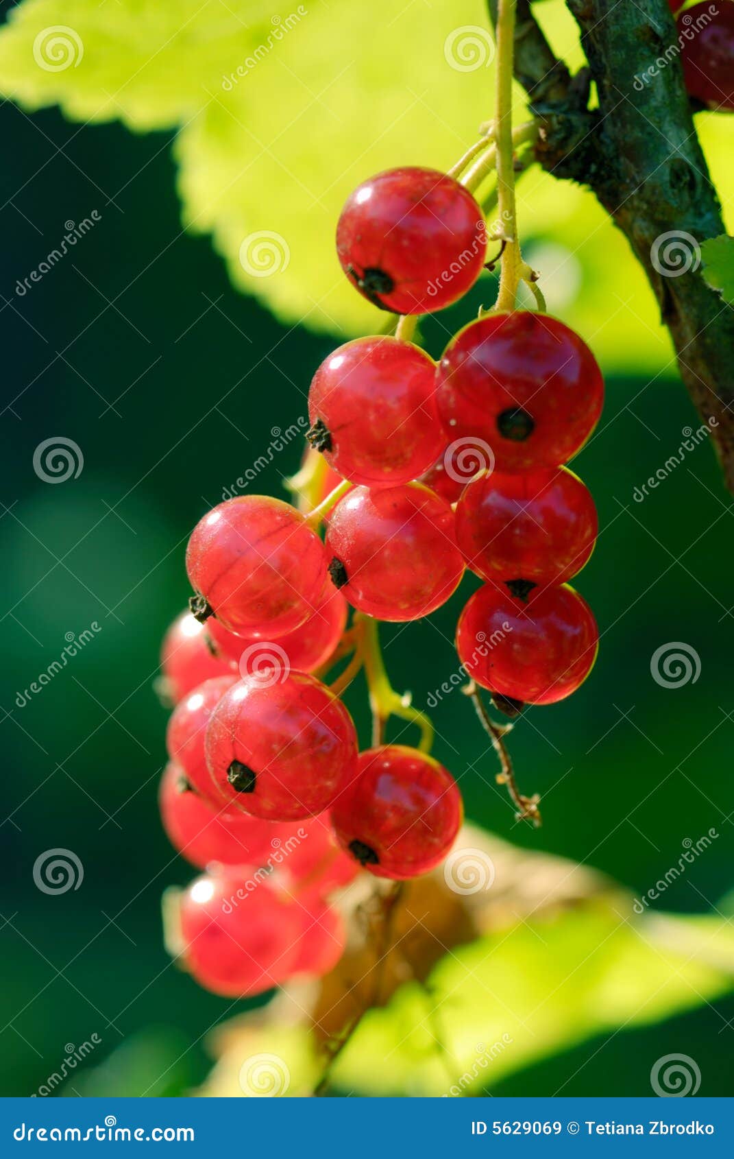 Red Currants stock image. Image of bush, nutrition, fruit - 5629069