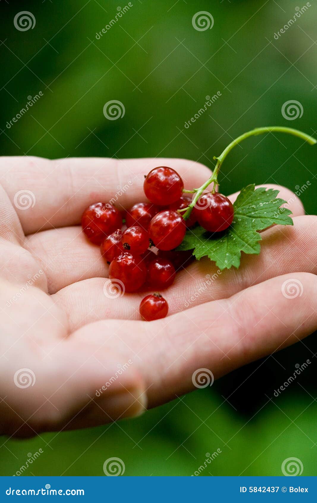 Red Currants stock image. Image of forest, farm, fruit - 5842437