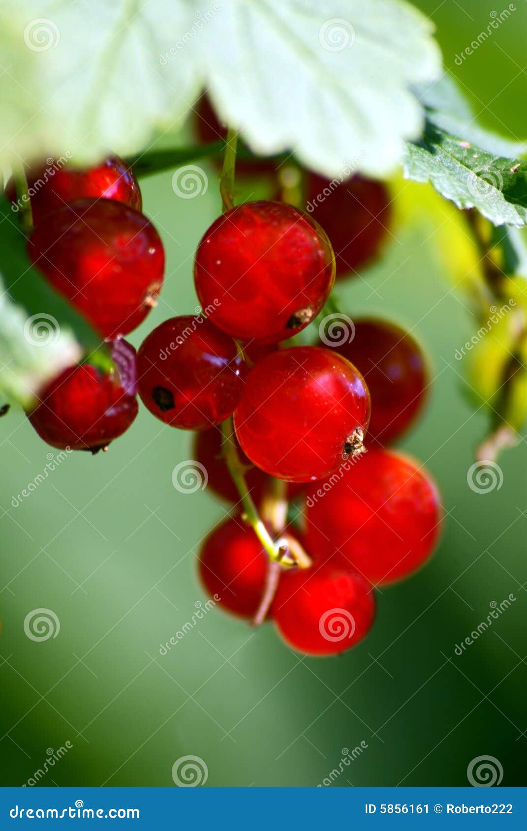Red currants stock image. Image of berries, fruit, vegetable - 5856161
