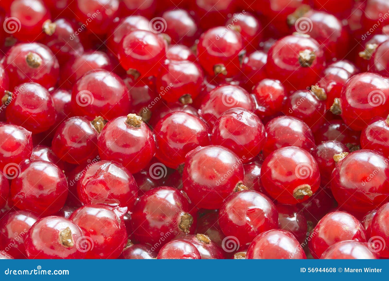 Red currants as background stock photo. Image of agriculture - 56944608