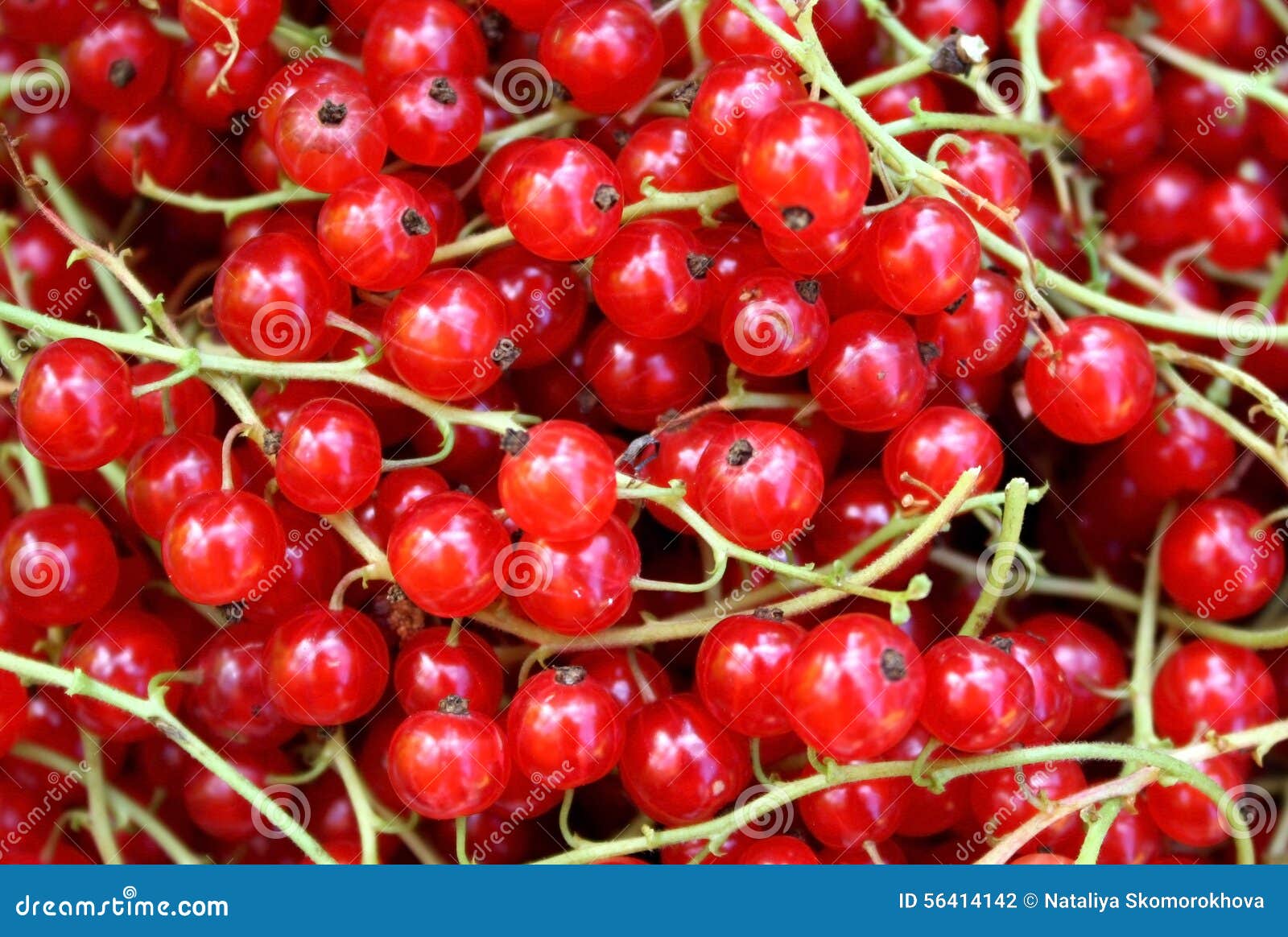 Red currants stock photo. Image of vegetarian, horizontal - 56414142