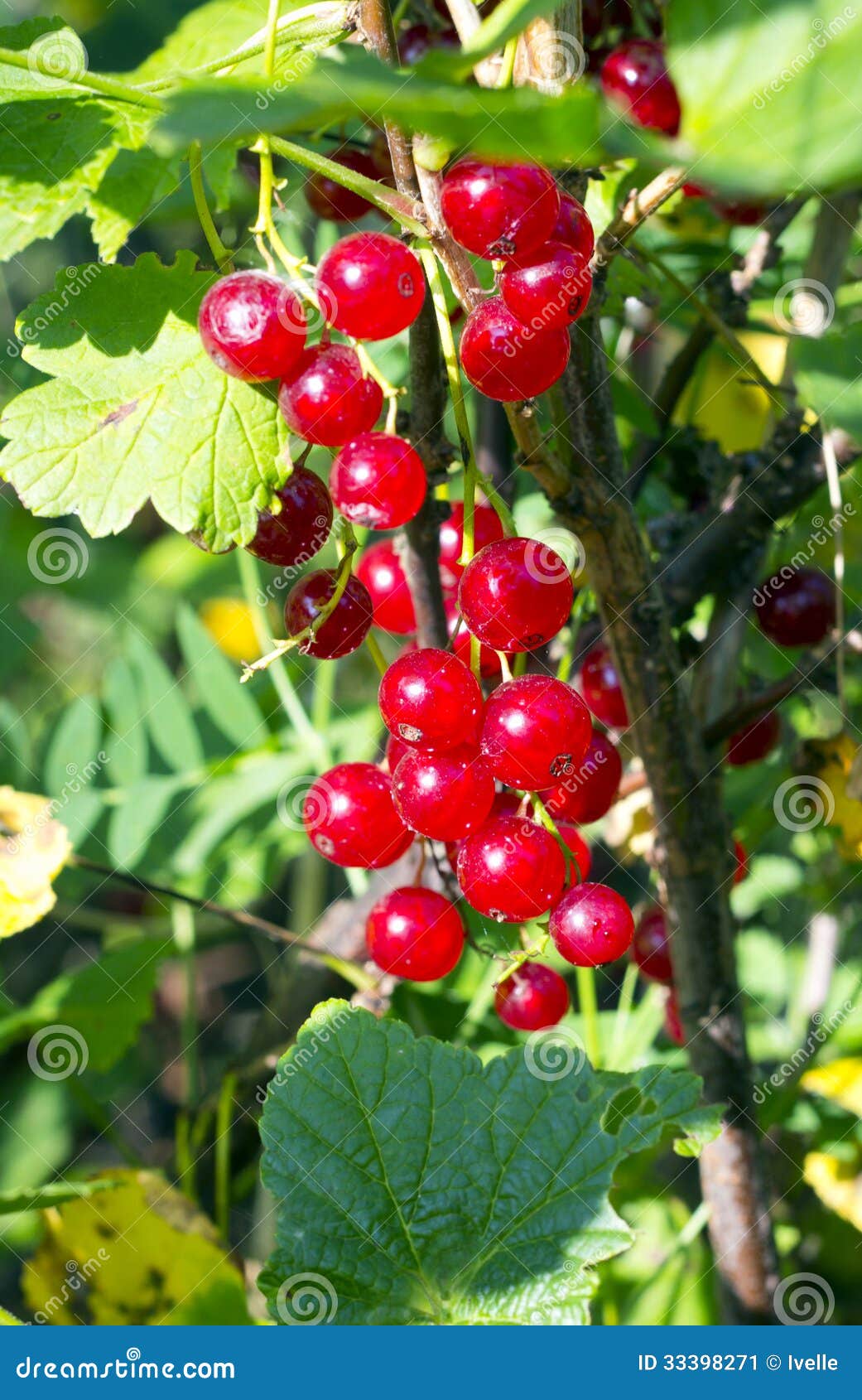 Red currants berries stock image. Image of plants, rural - 33398271